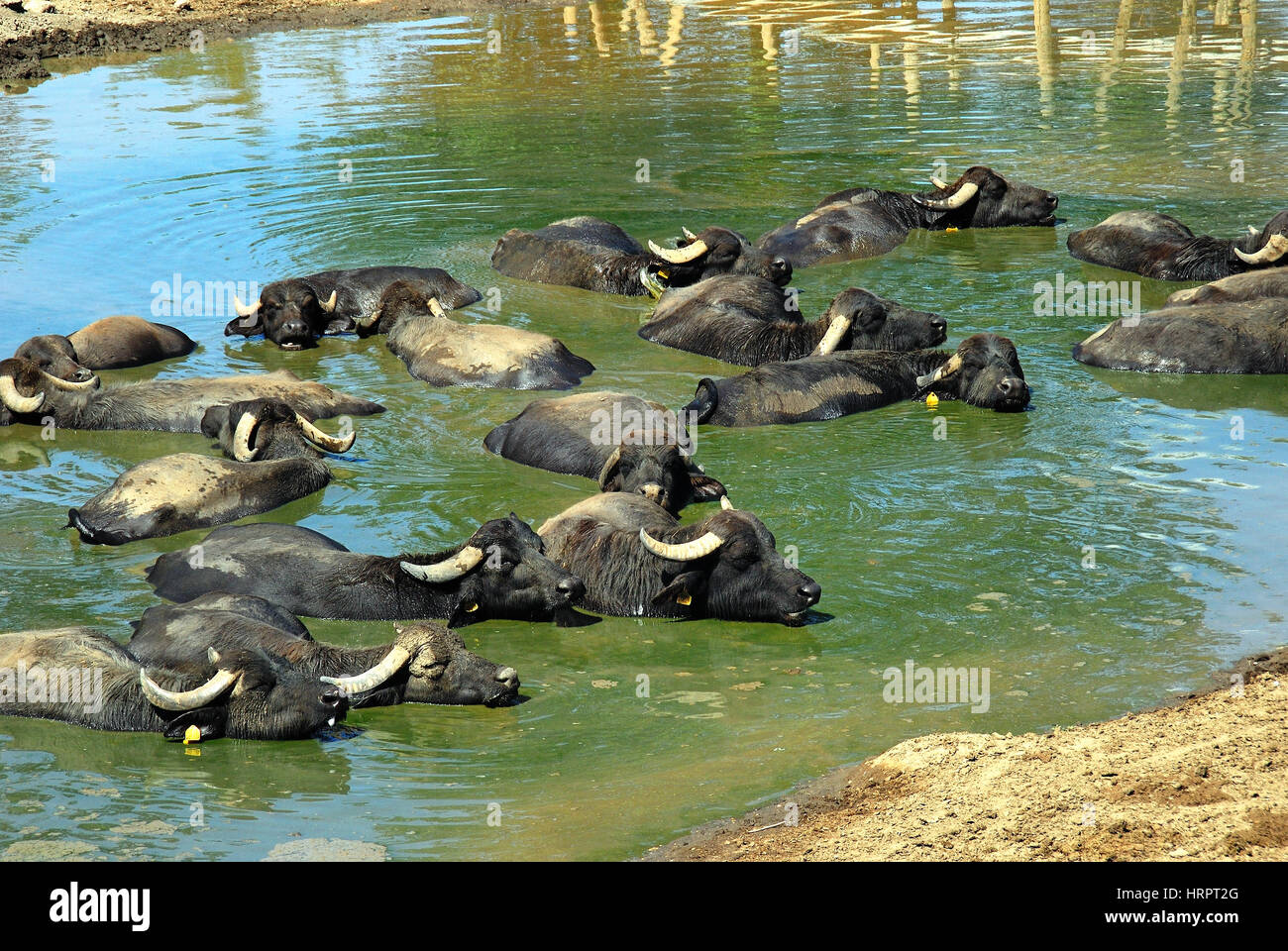 Italy buffalo breeding hi-res stock photography and images - Alamy