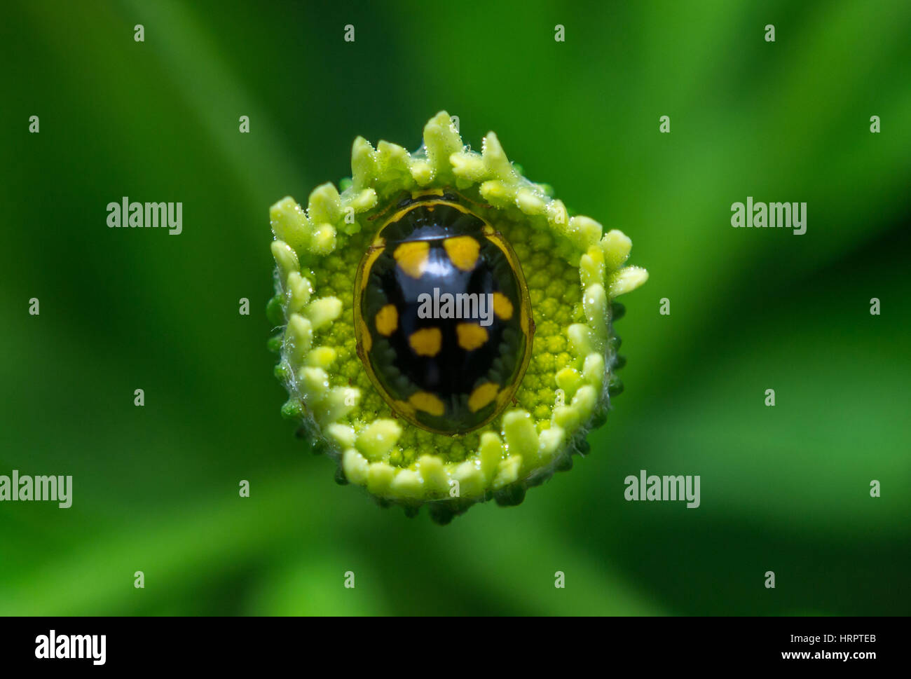 Top view close up of a black ladybug with yellow spots in the middle of ...