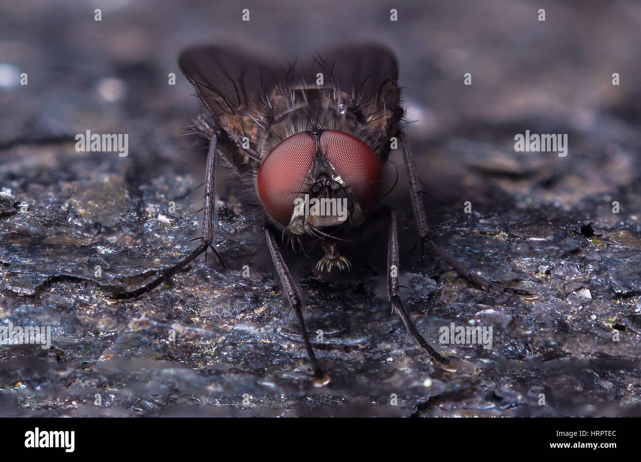 Close up anterior view of a fly. Extreme detailed photograph of the ...