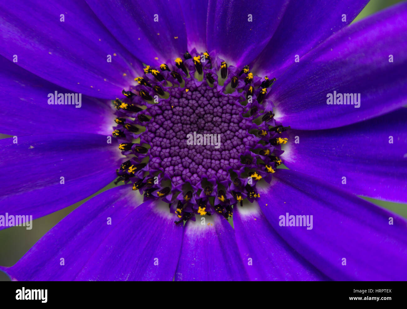 Top or dorsal view of the pericallis senetti flower. Beautiful purple ...