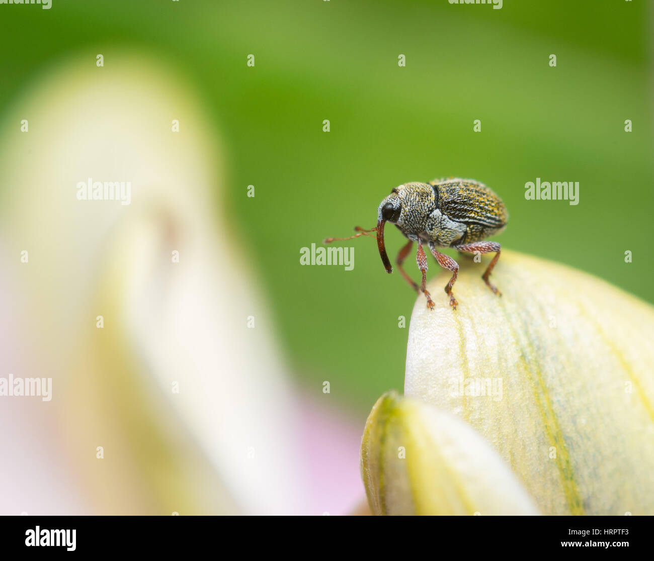 Lateral view tiny weevil on a petal of a flower. Micrelus ericae Stock ...