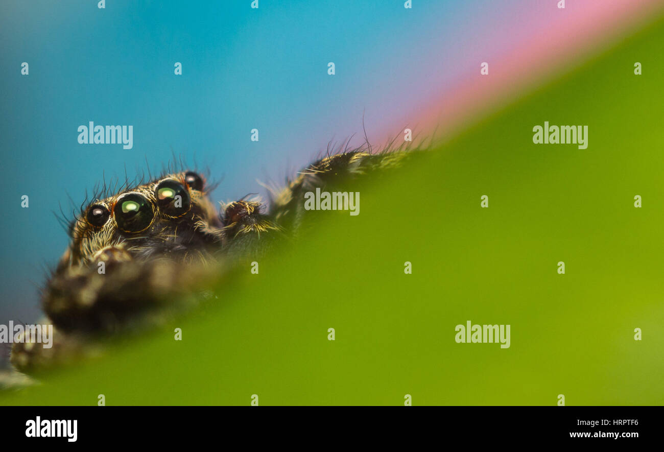 Colorful spiders hi-res stock photography and images - Alamy