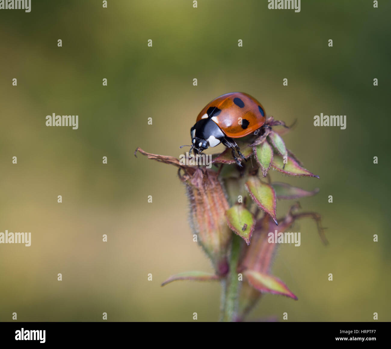 Ladybug side view hi-res stock photography and images - Alamy