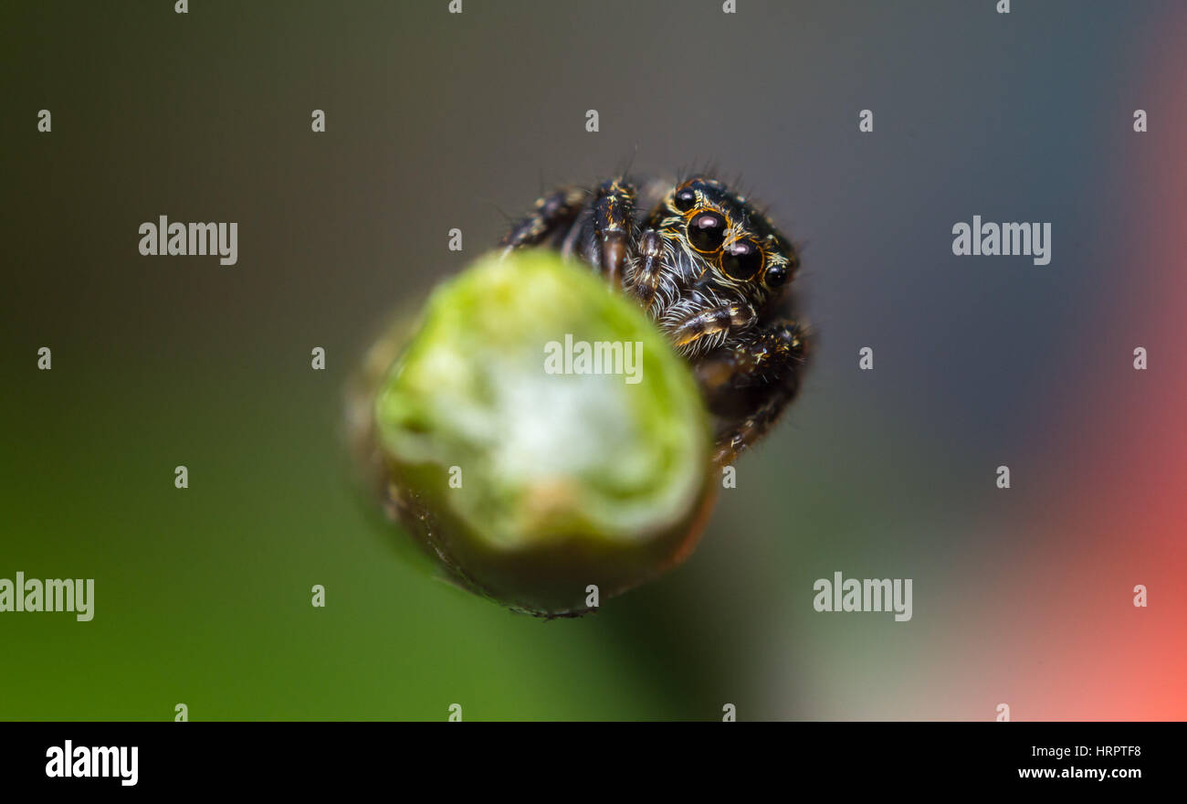Baby jumping spider on a stem looking straight into the camera Stock ...