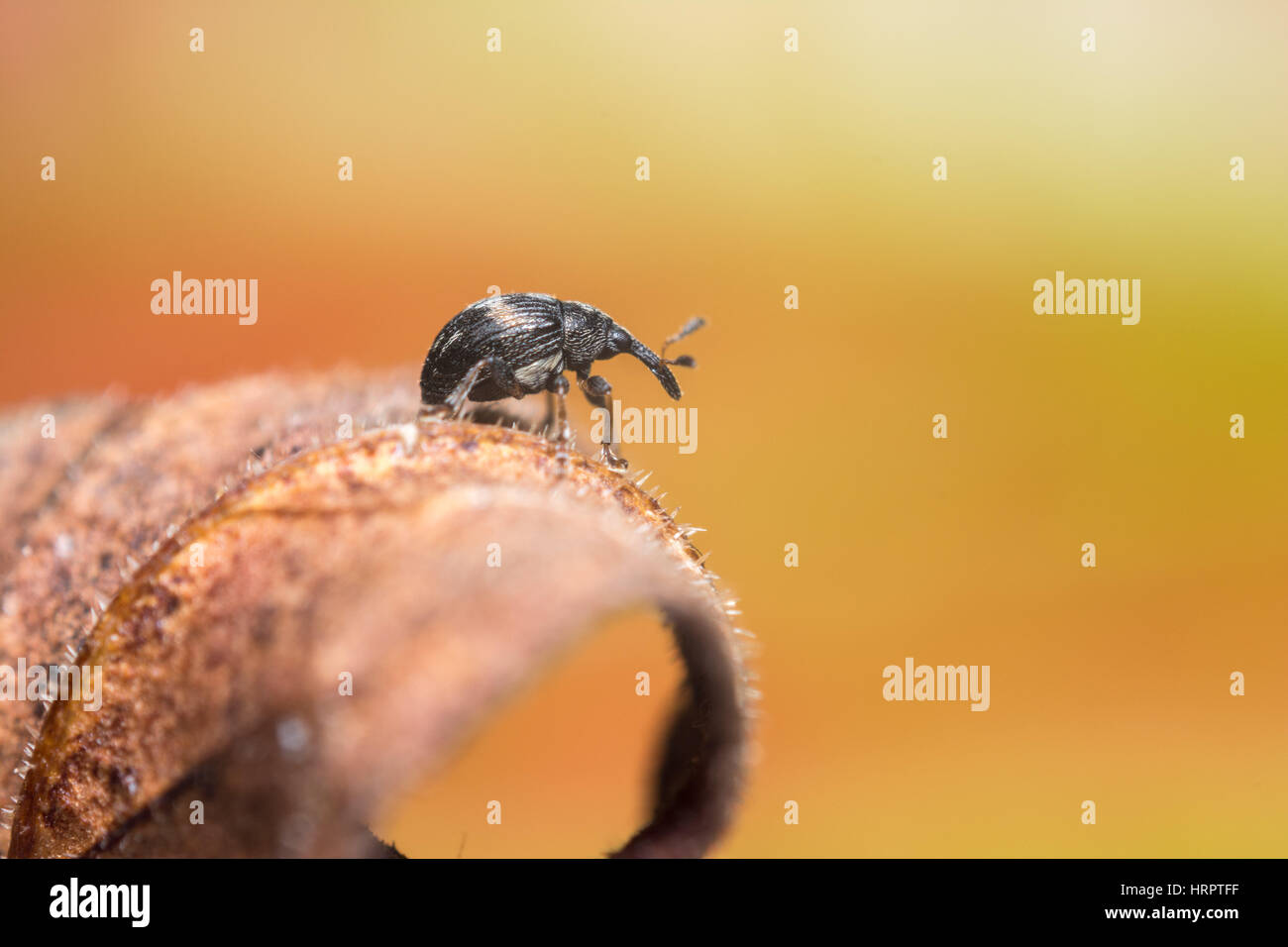 Close up view of weevil beetle hi-res stock photography and images - Alamy