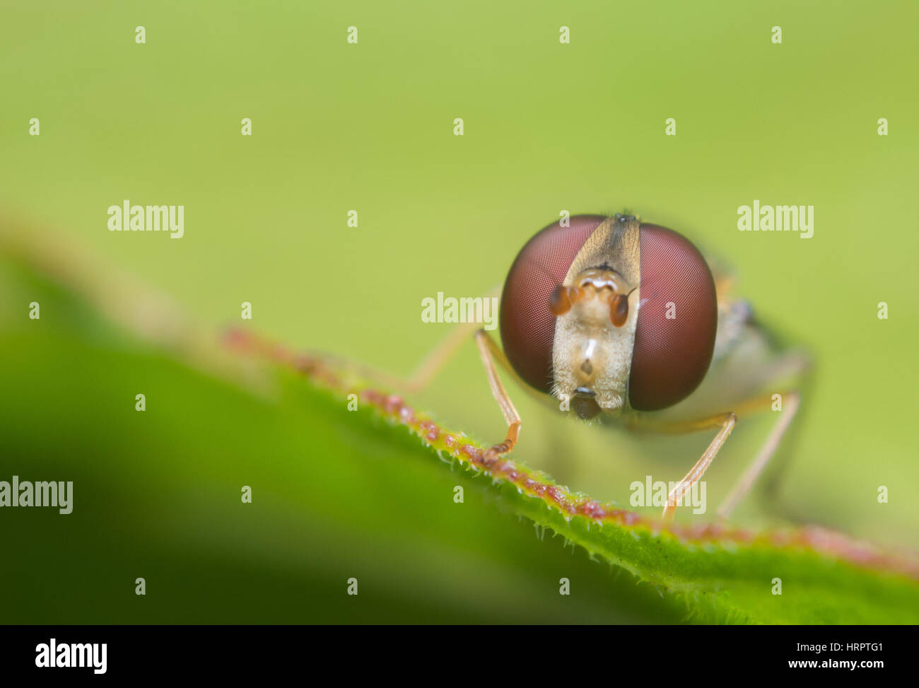 Frontal photograph hi-res stock photography and images - Alamy