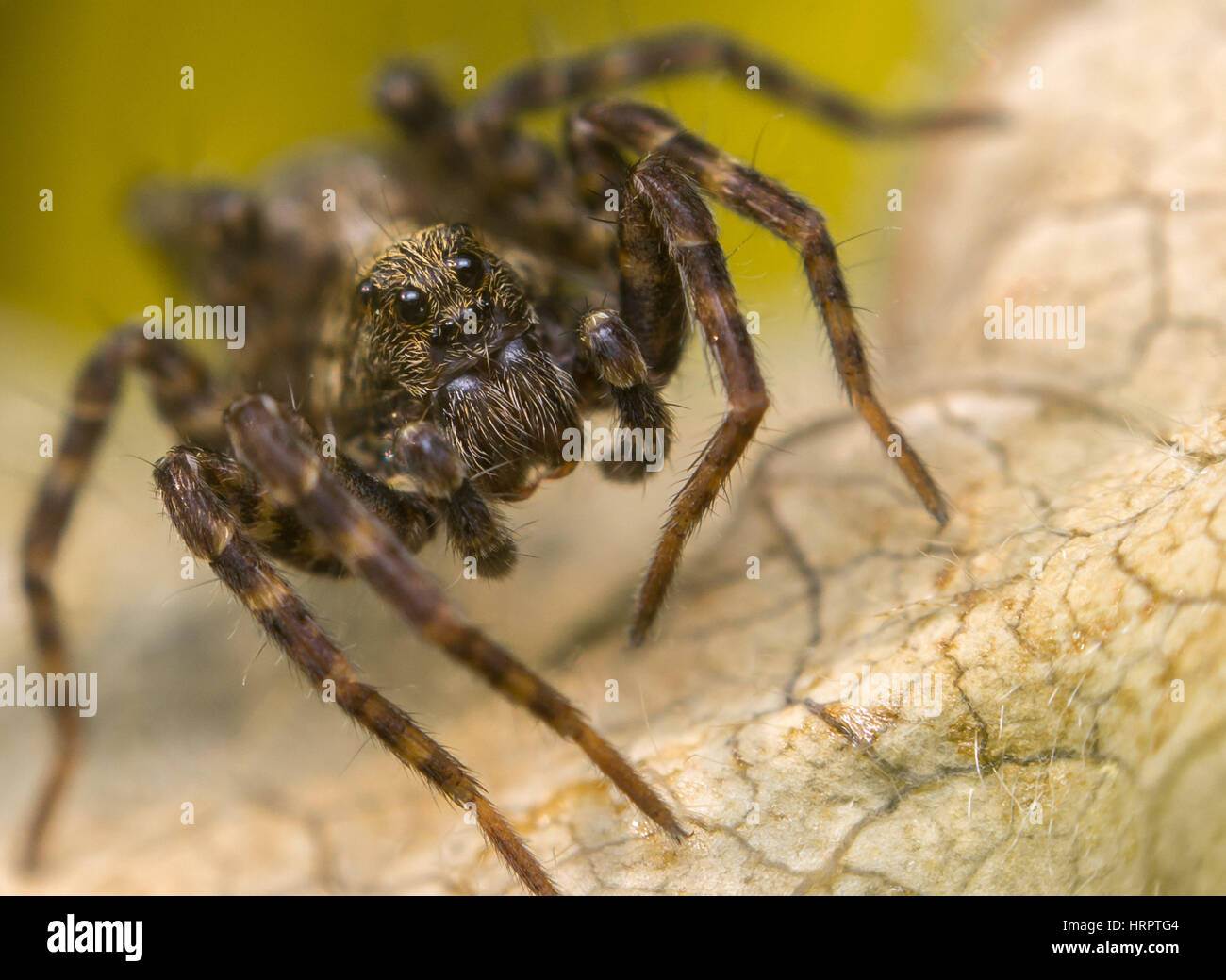 Closeup Spiders Face High Resolution Stock Photography and Images - Alamy