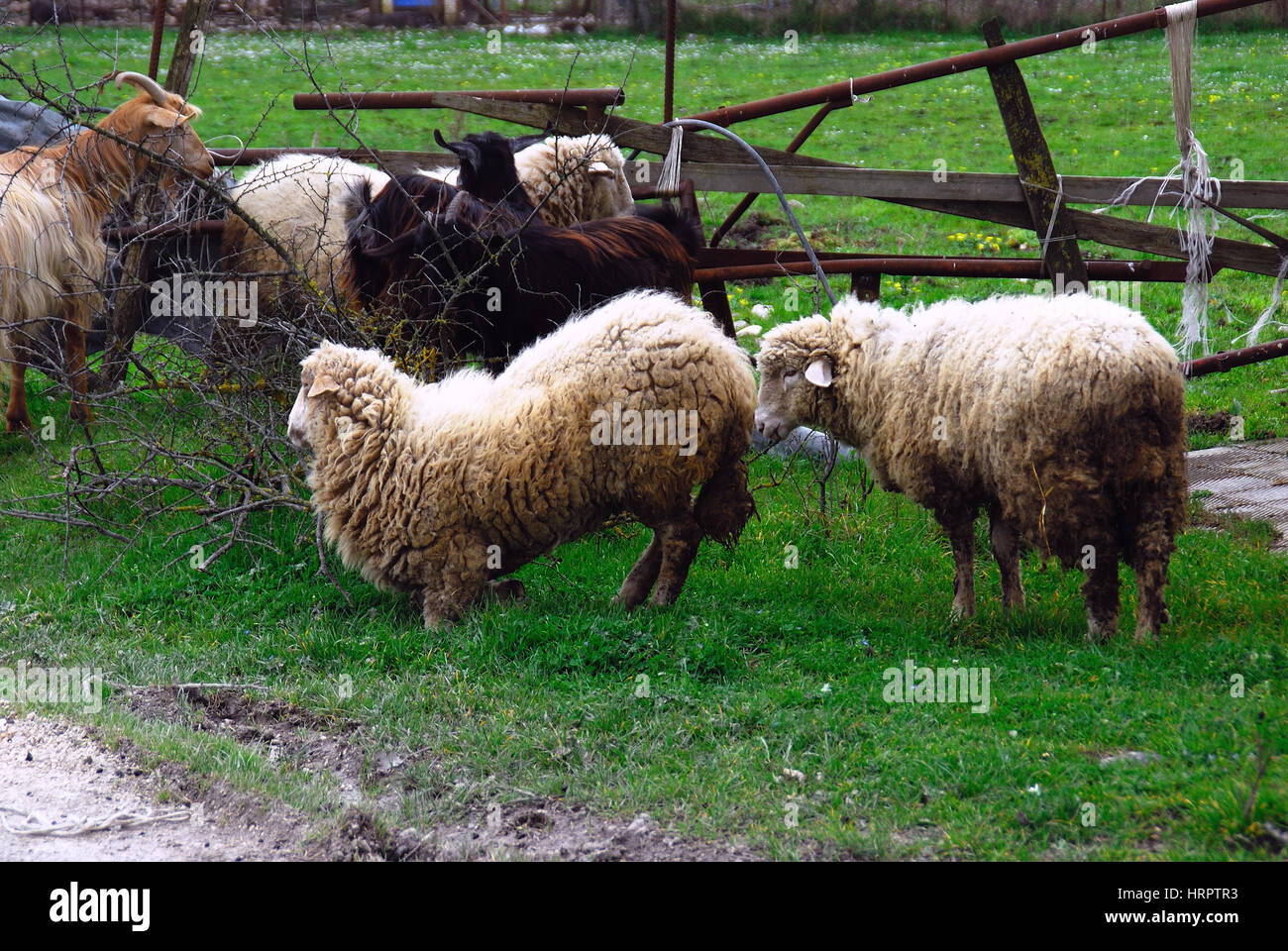 A sheep kneeling Stock Photo - Alamy