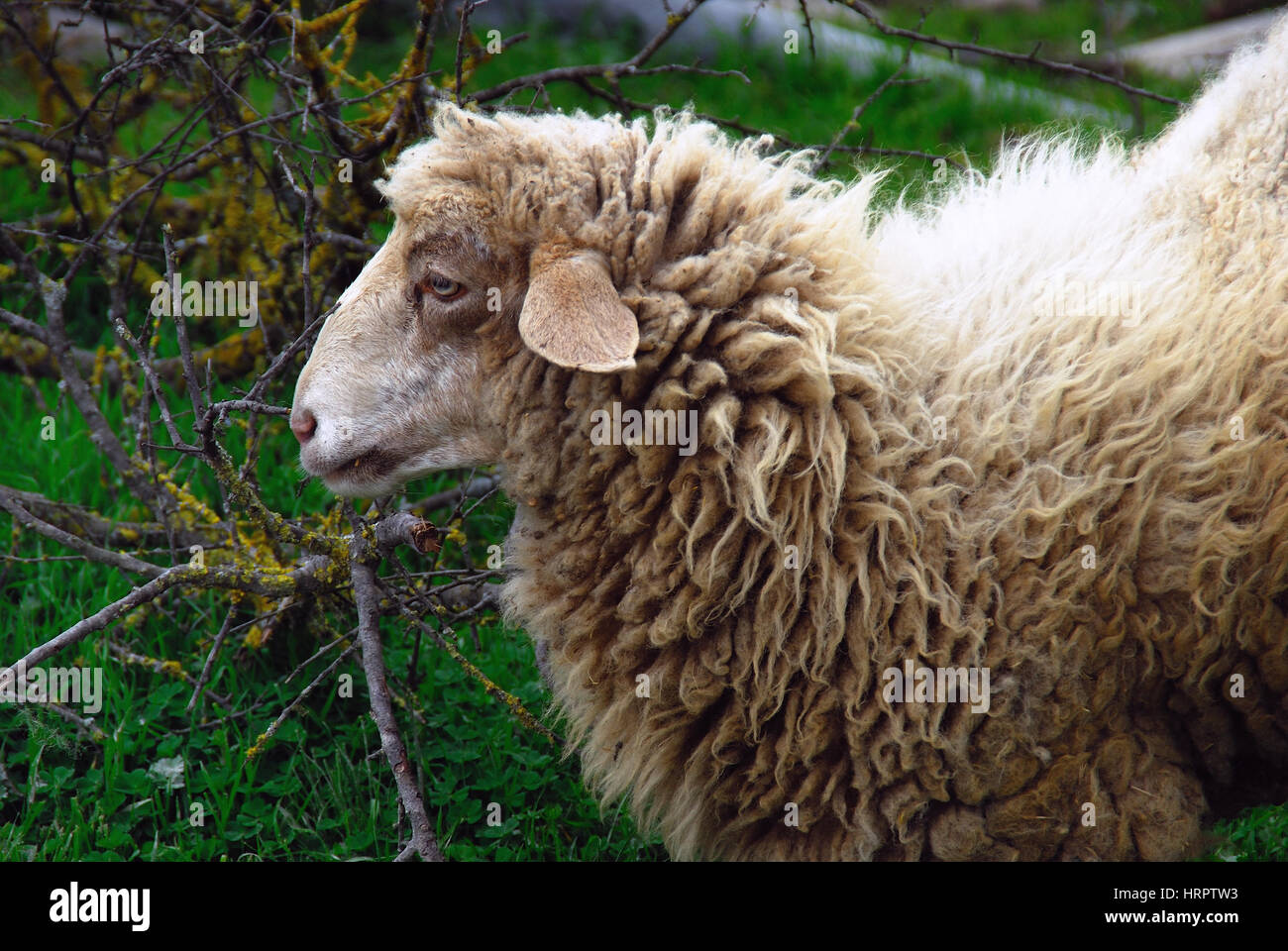 A sheep kneeling, portrait Stock Photo - Alamy