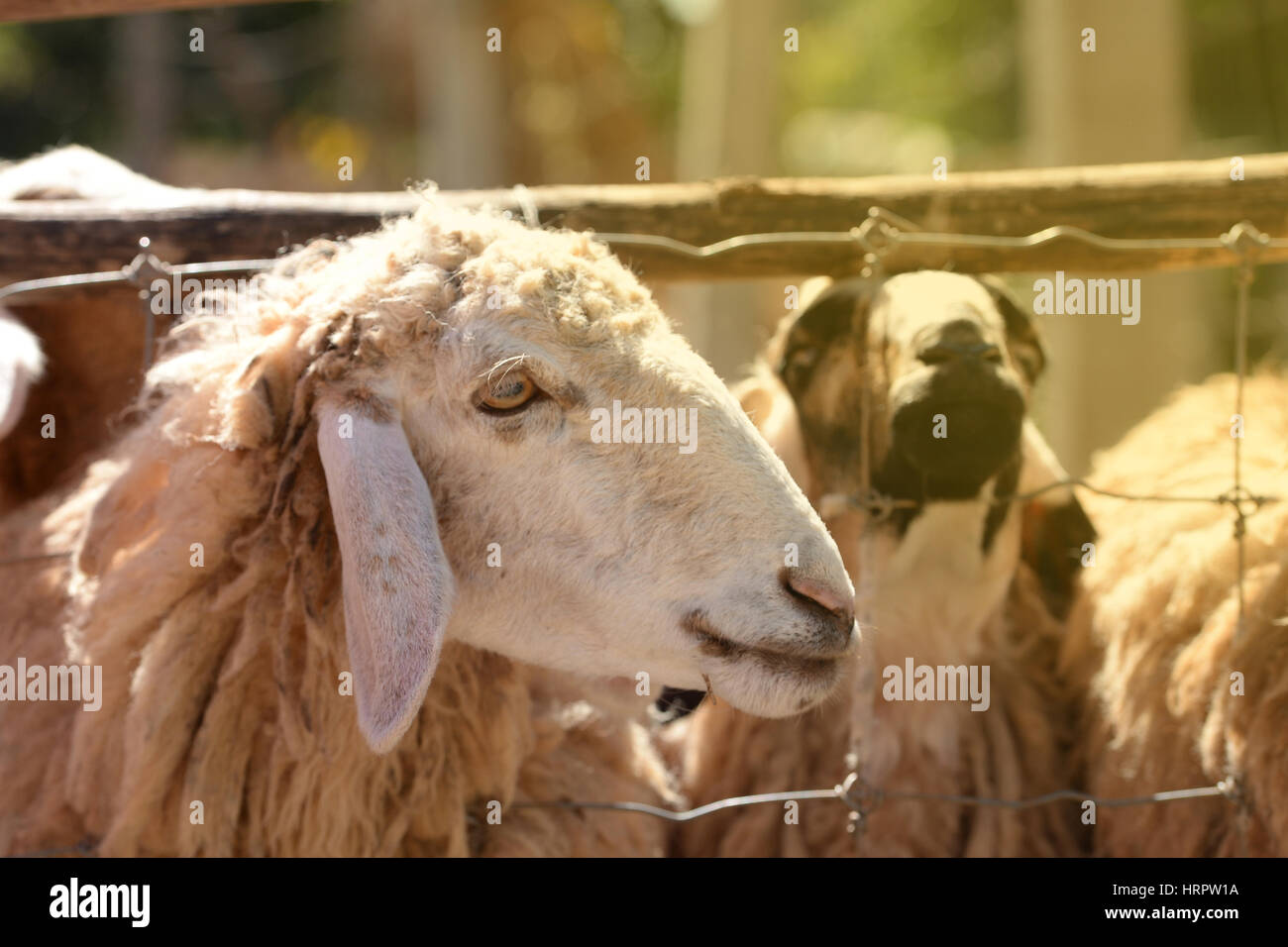 Male sheep in the farm waiting for food Stock Photo - Alamy