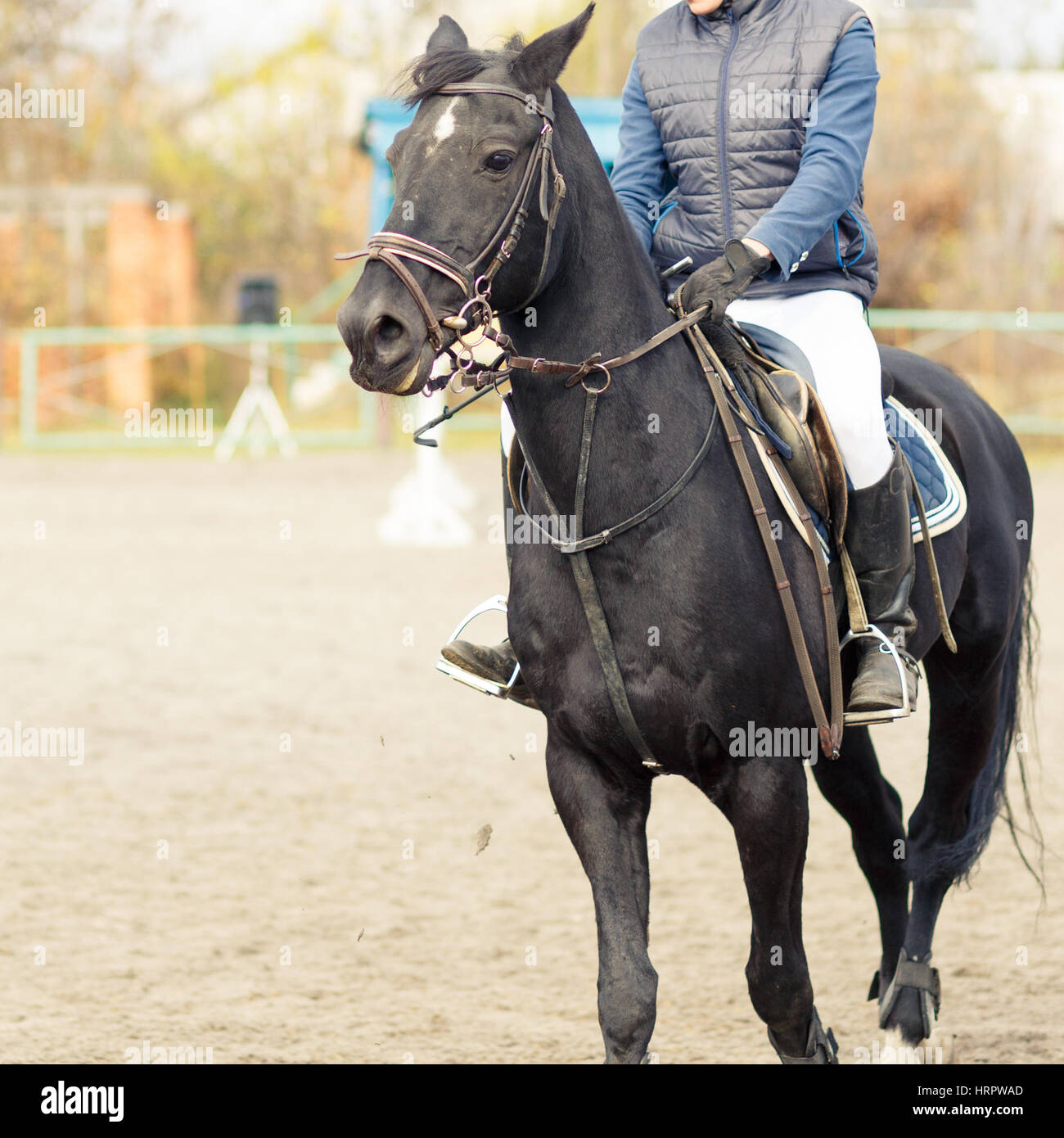 Close up image of raven horse with jockey on equestrian competition or ...