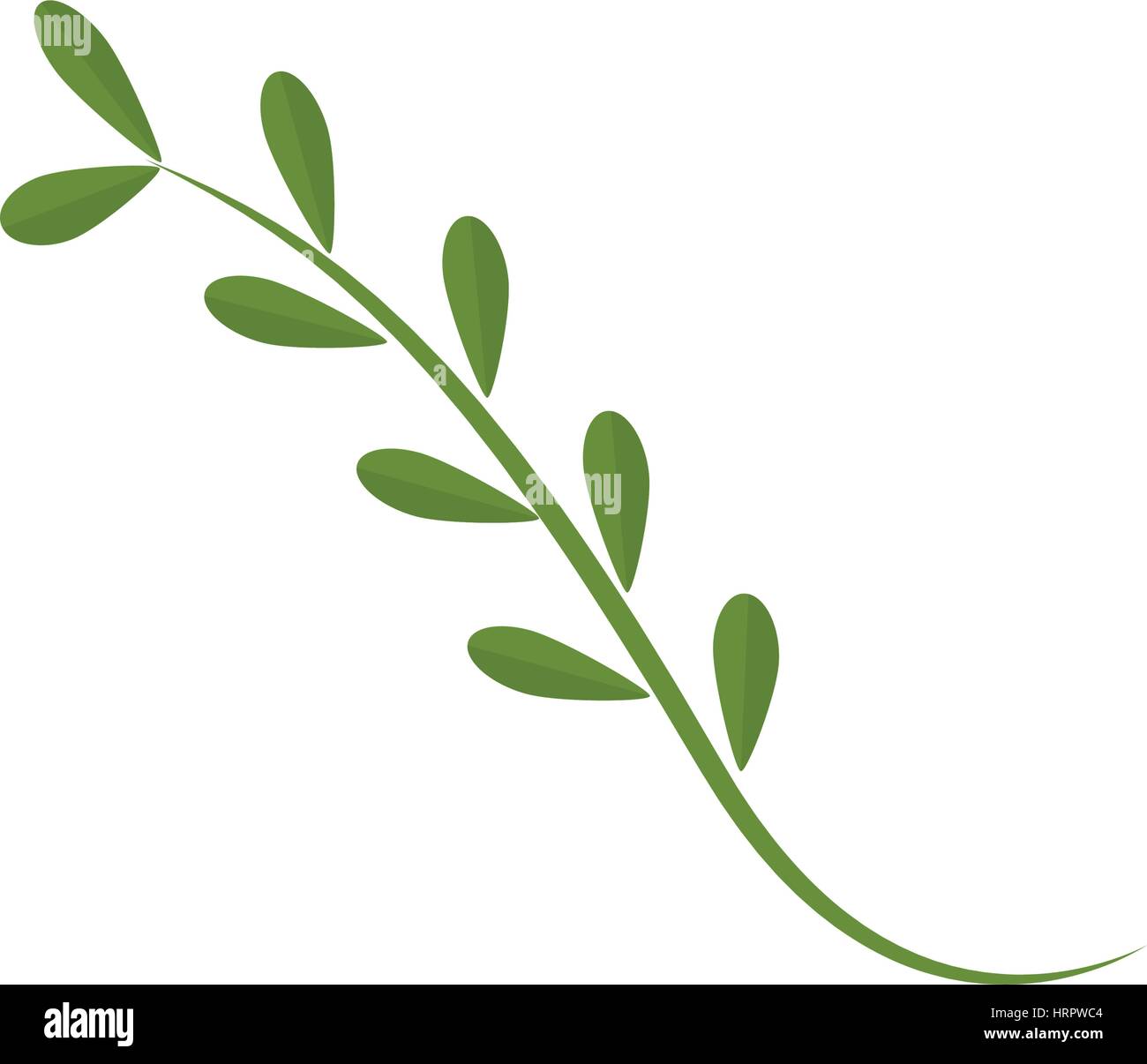 Plant branch isolated Stock Vector Image & Art - Alamy