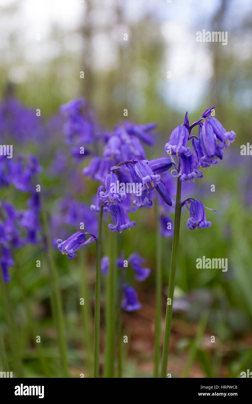 Bluebells, Endymion non-scripta, close-up of flowers growing in ...