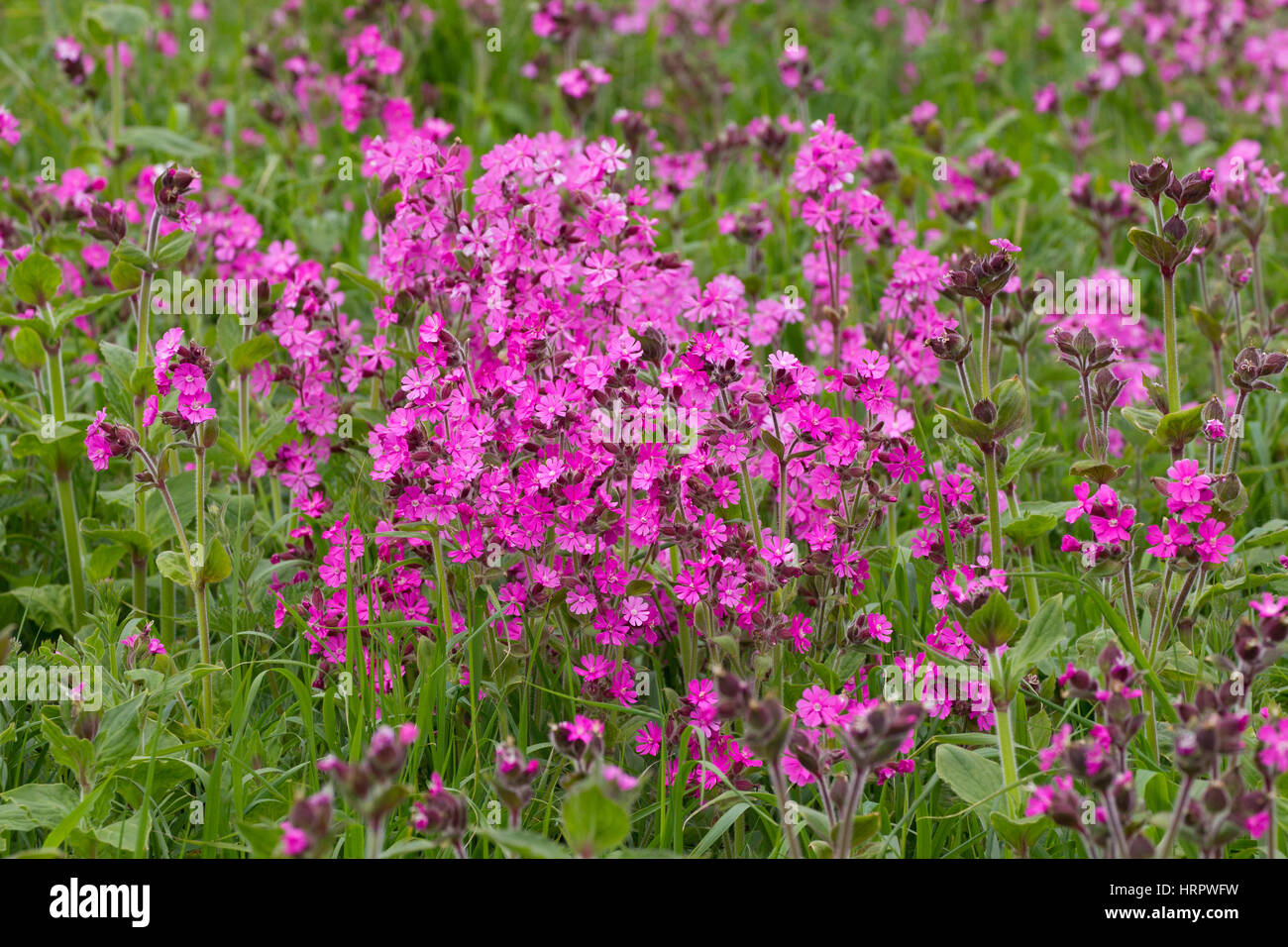 Red Campion, Silene dioica, profusion of flowers. Taken June. Bempton ...