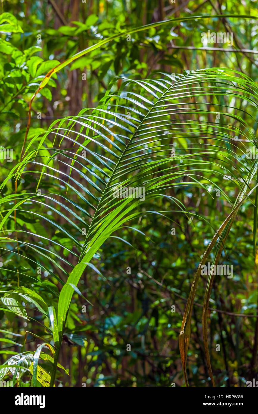 Landscape of cuban rain forest with palms and plants, Cuba Stock Photo ...