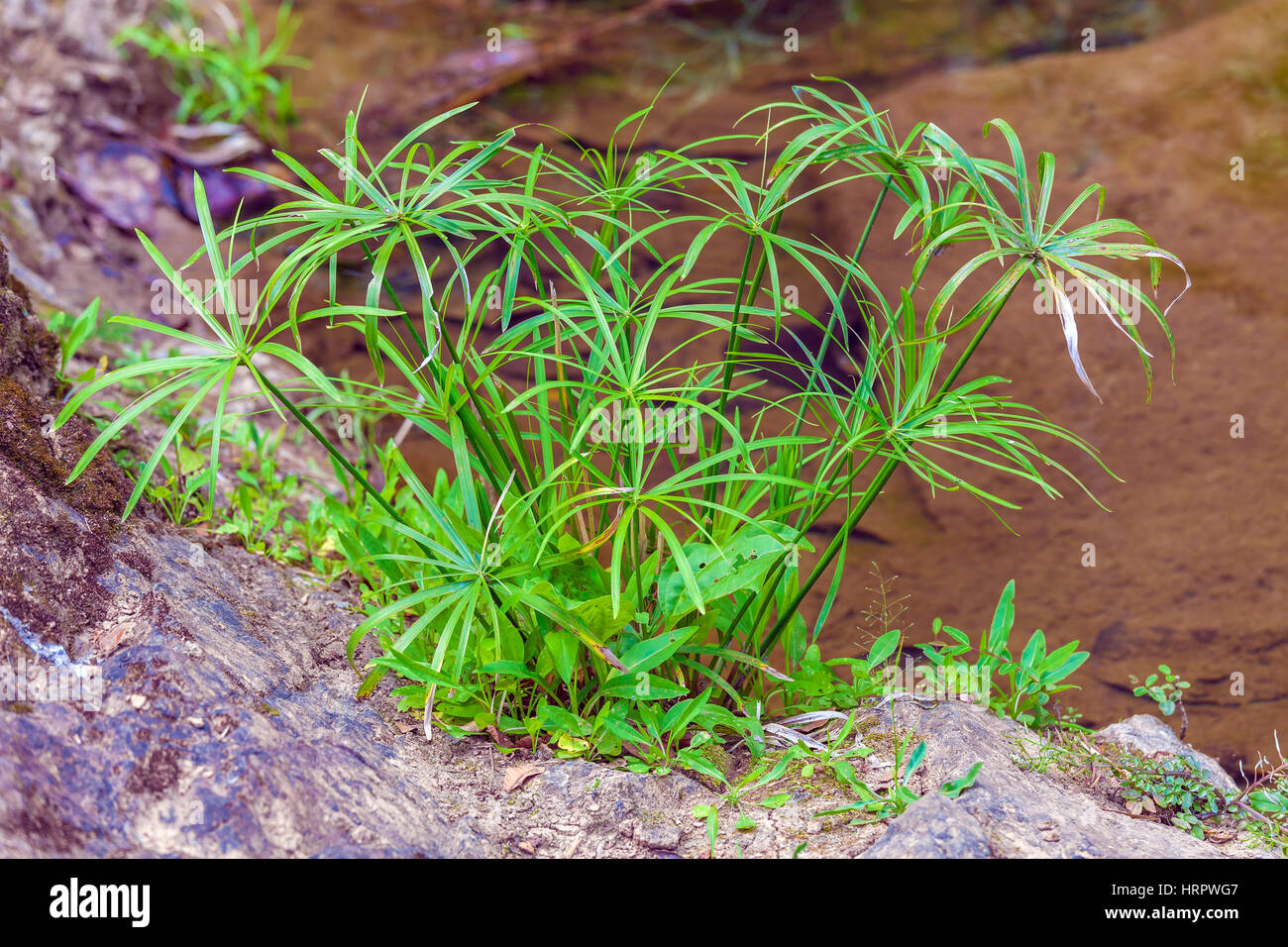 Landscape of cuban rain forest with palms and plants, Cuba Stock Photo ...