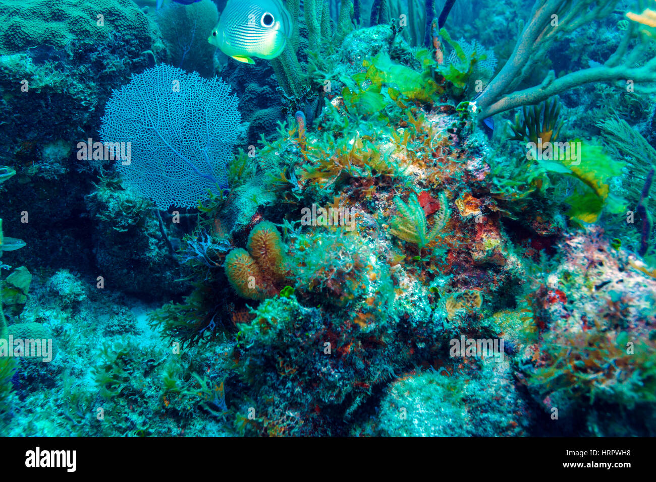 Underwater scene with a large purple corral fan and scuba diver, Cuban ...
