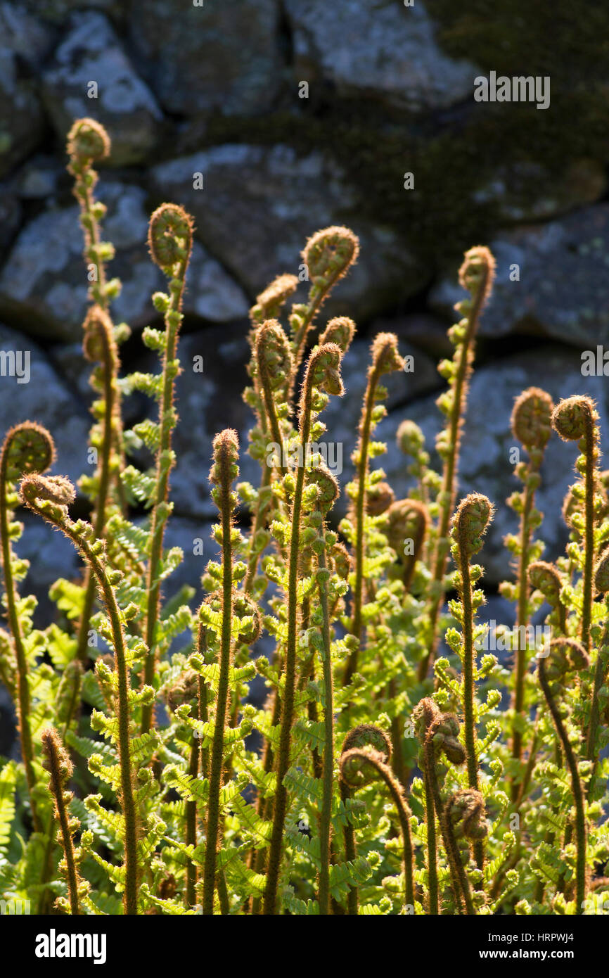 Bracken, Pteridium aquilinum, backlit fronds unfurling. Northumberland ...