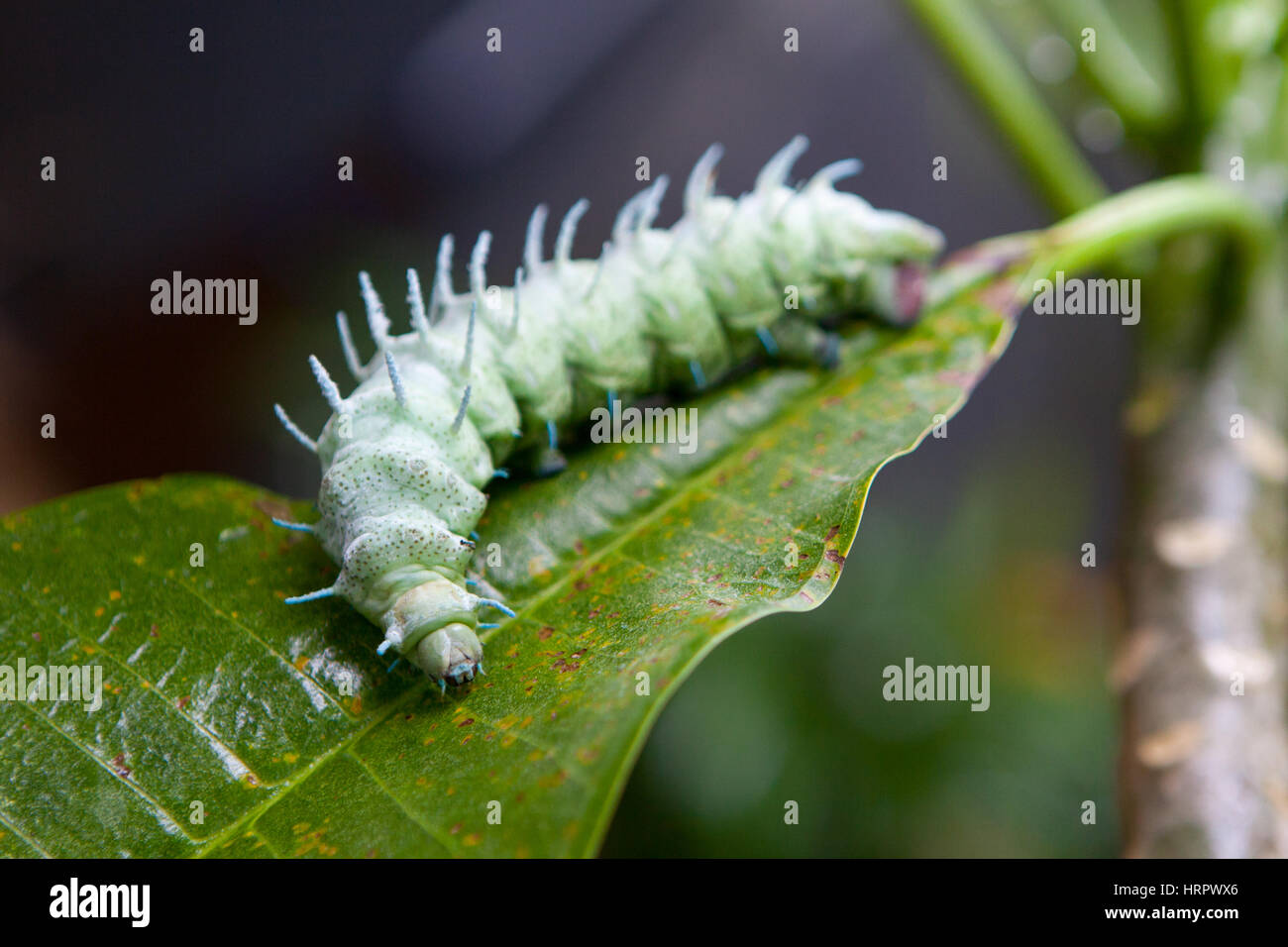 The world's largest green caterpillar Moth Hercules with the blue horns ...