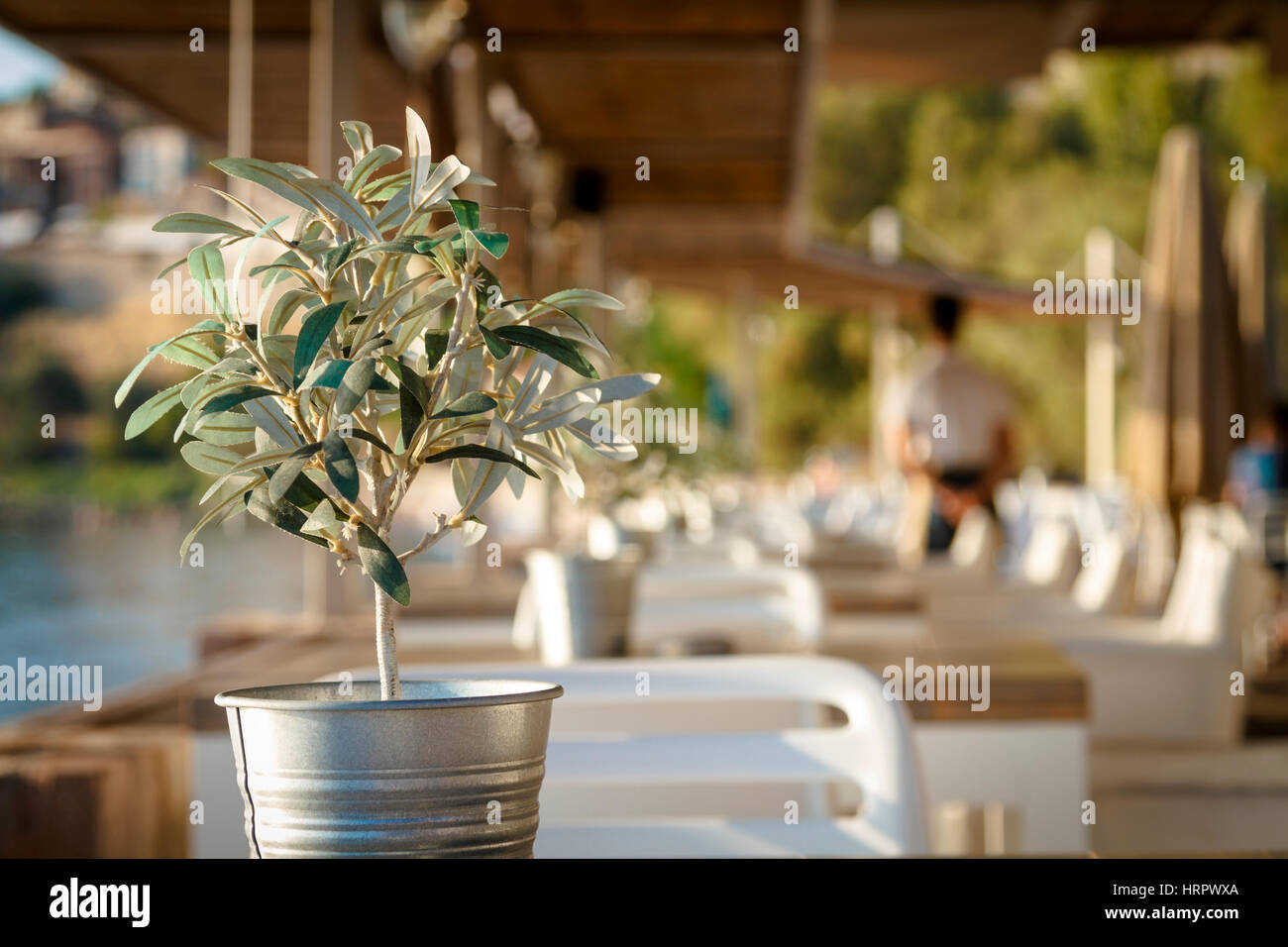 Olive tree on table in restaurant and waiter in background Stock Photo ...