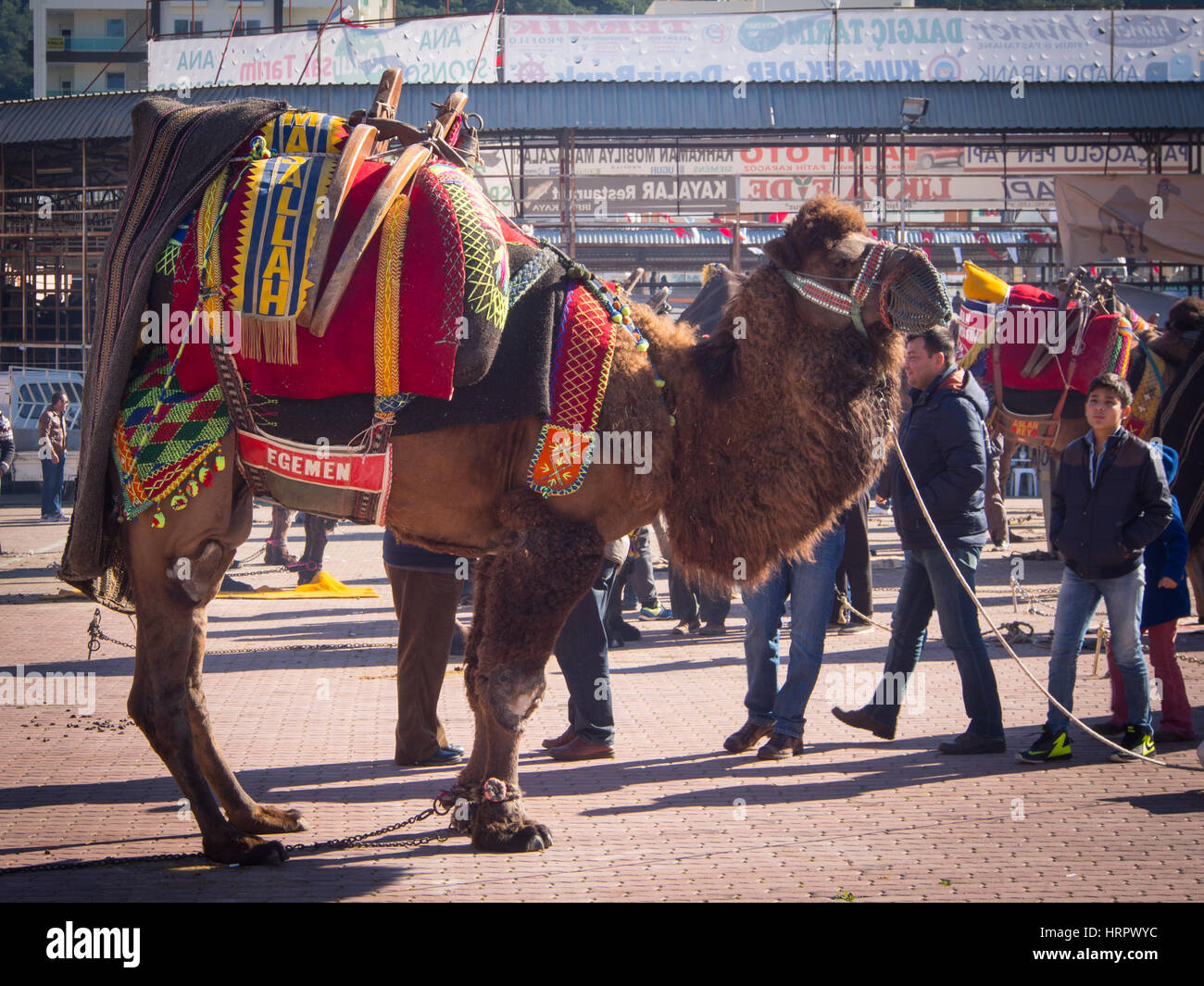 Camel wrestling festival in Kumluca, Antalya, Turkey Stock Photo - Alamy