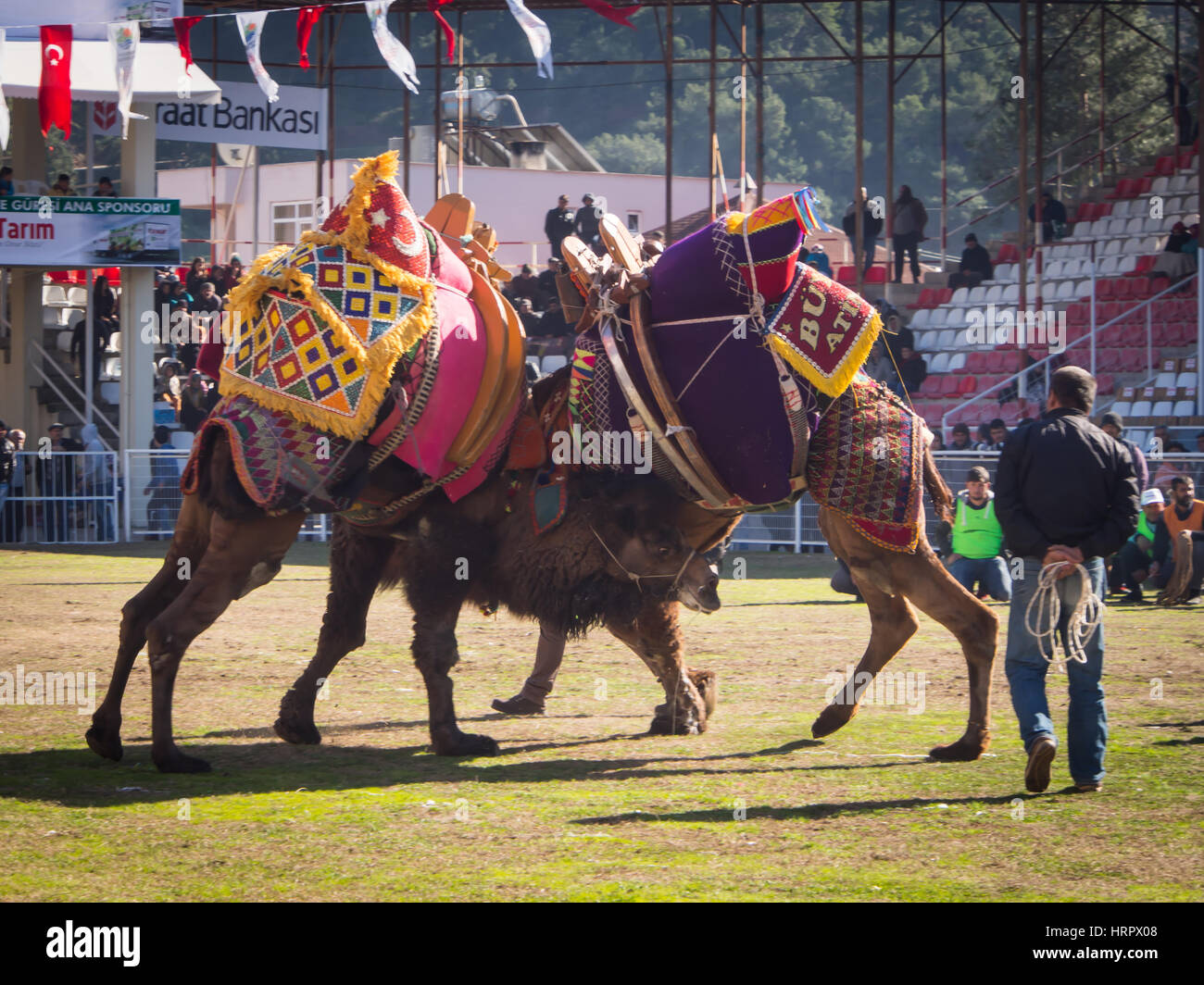Camel wrestling festival in Kumluca, Antalya, Turkey Stock Photo - Alamy