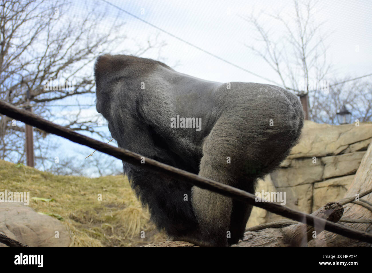 Black back gorilla hi-res stock photography and images - Alamy