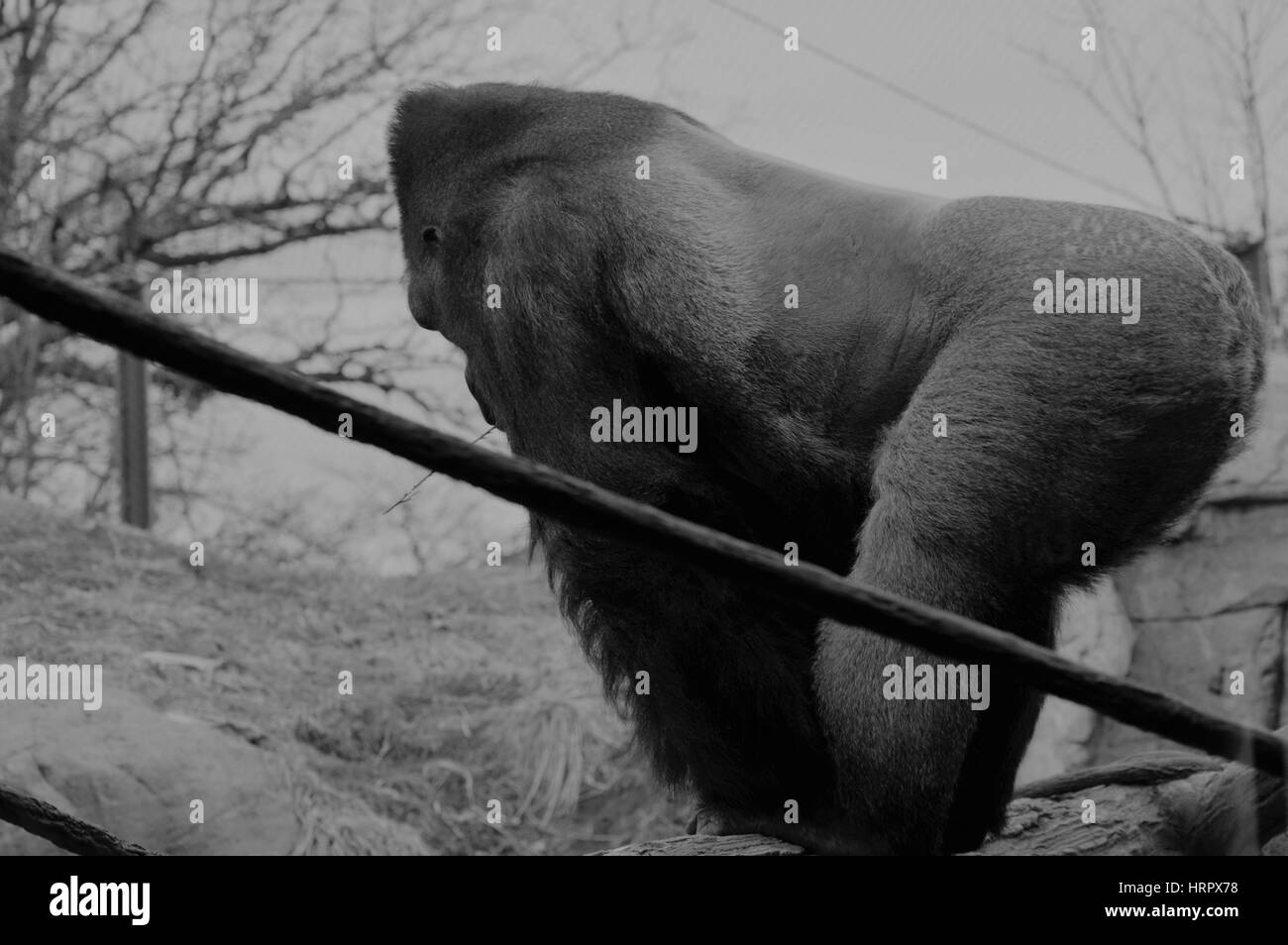 Gorilla body Black and White Stock Photos & Images - Alamy
