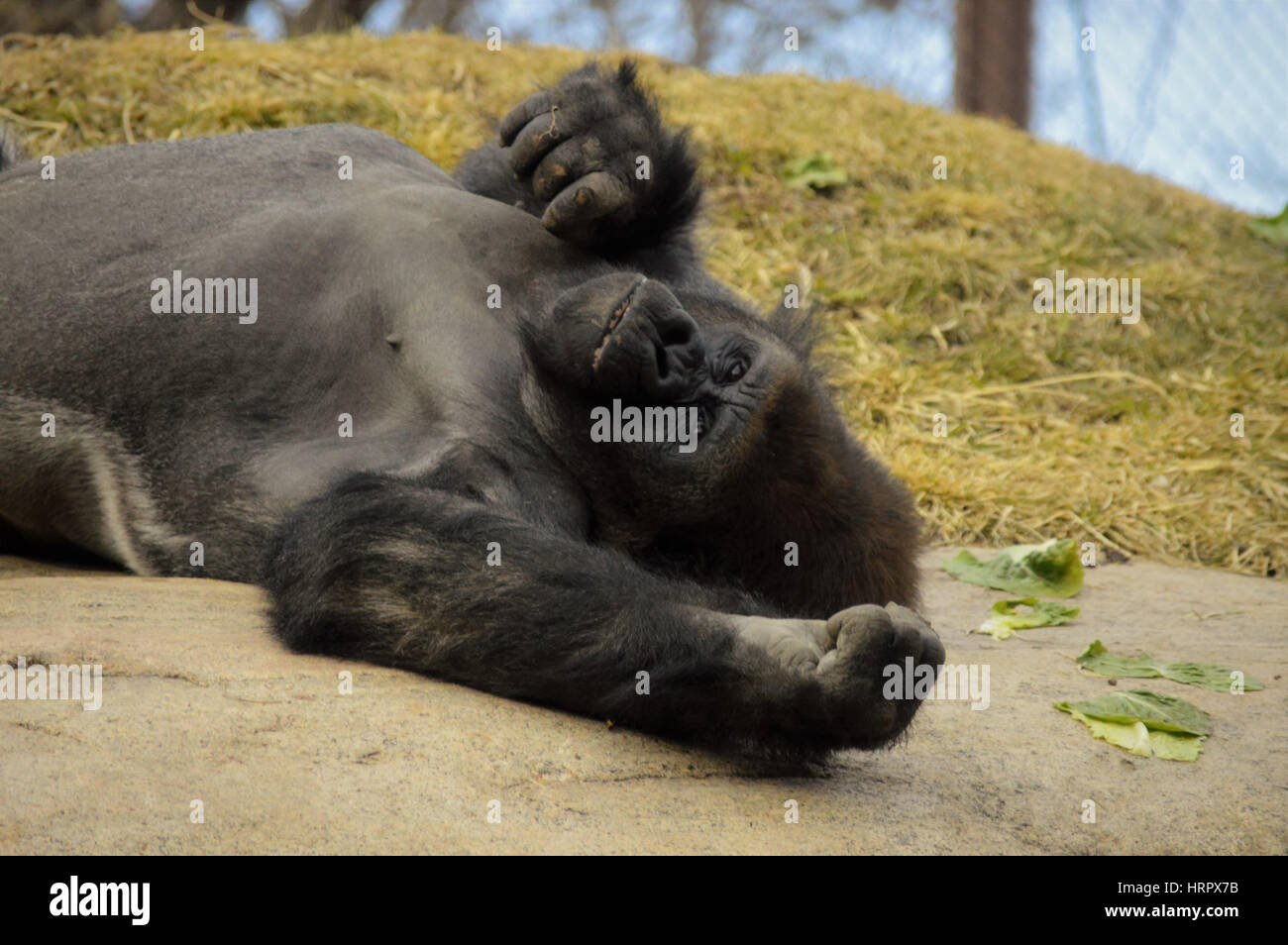 Gorilla laying down on a rock Stock Photo - Alamy