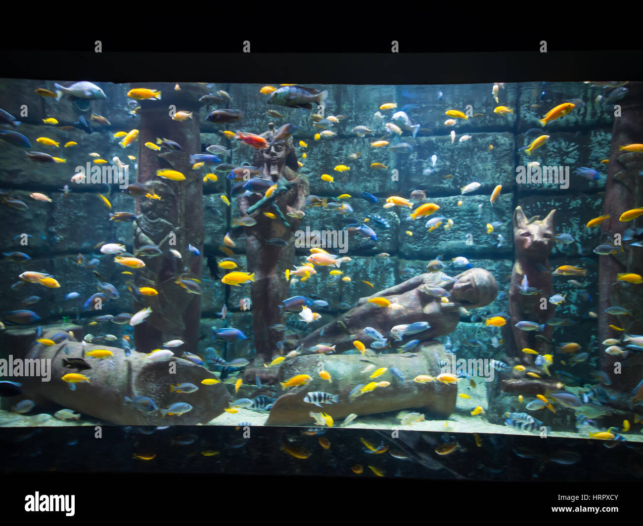 Colorful saltwater fish in Antalya aquarium, Turkey Stock Photo - Alamy