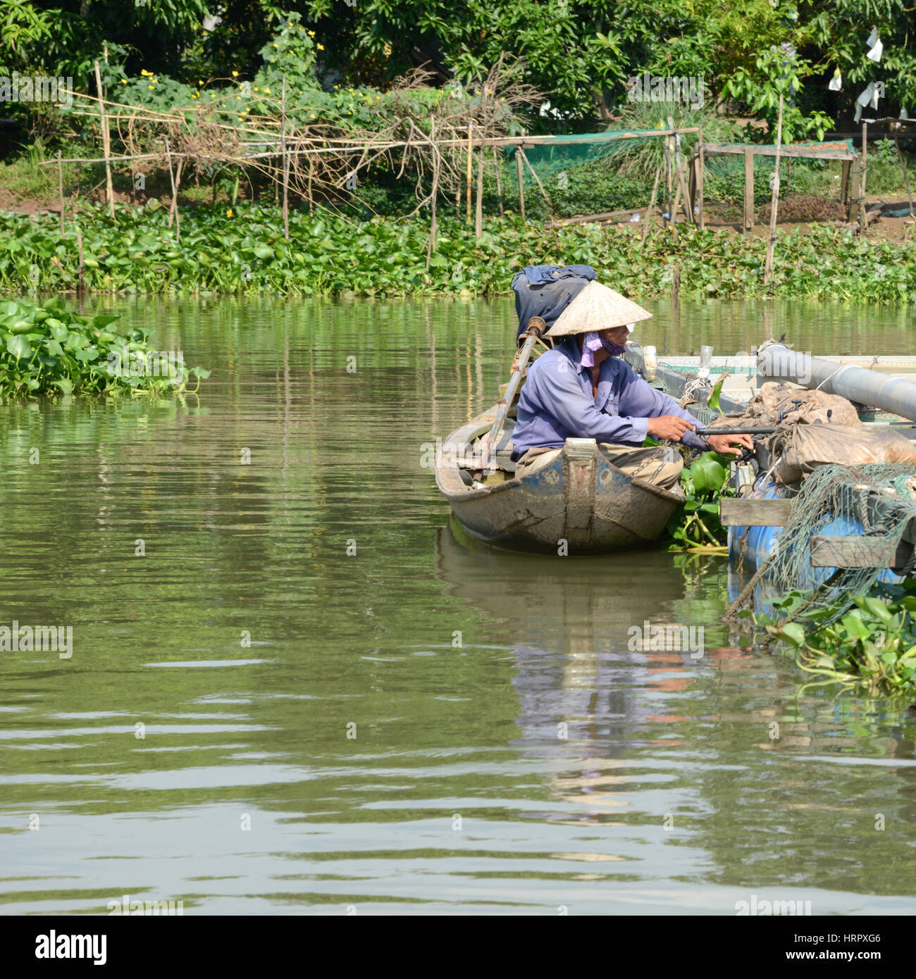 Farming water hyacinth, Mekong river, Vietnam Stock Photo - Alamy