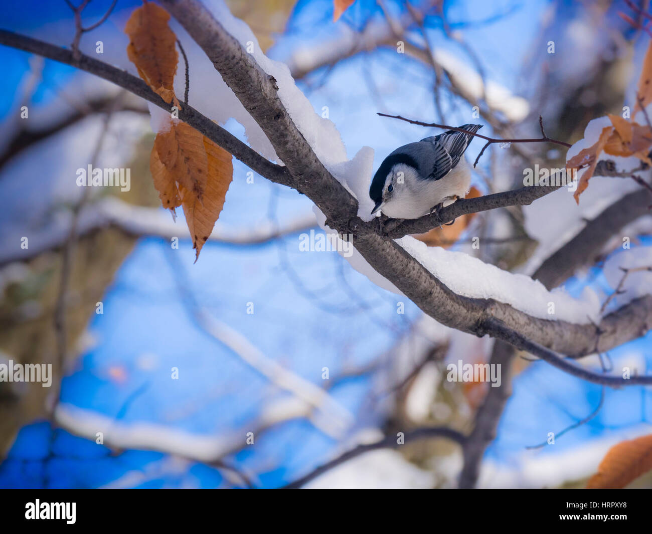 Cute little nuthatch bird Stock Photo - Alamy