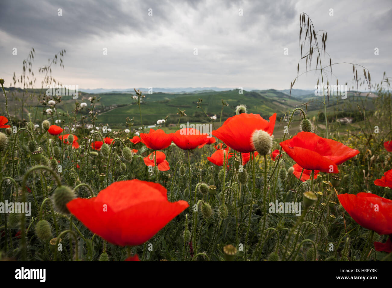 Red and green landscape hi-res stock photography and images - Alamy