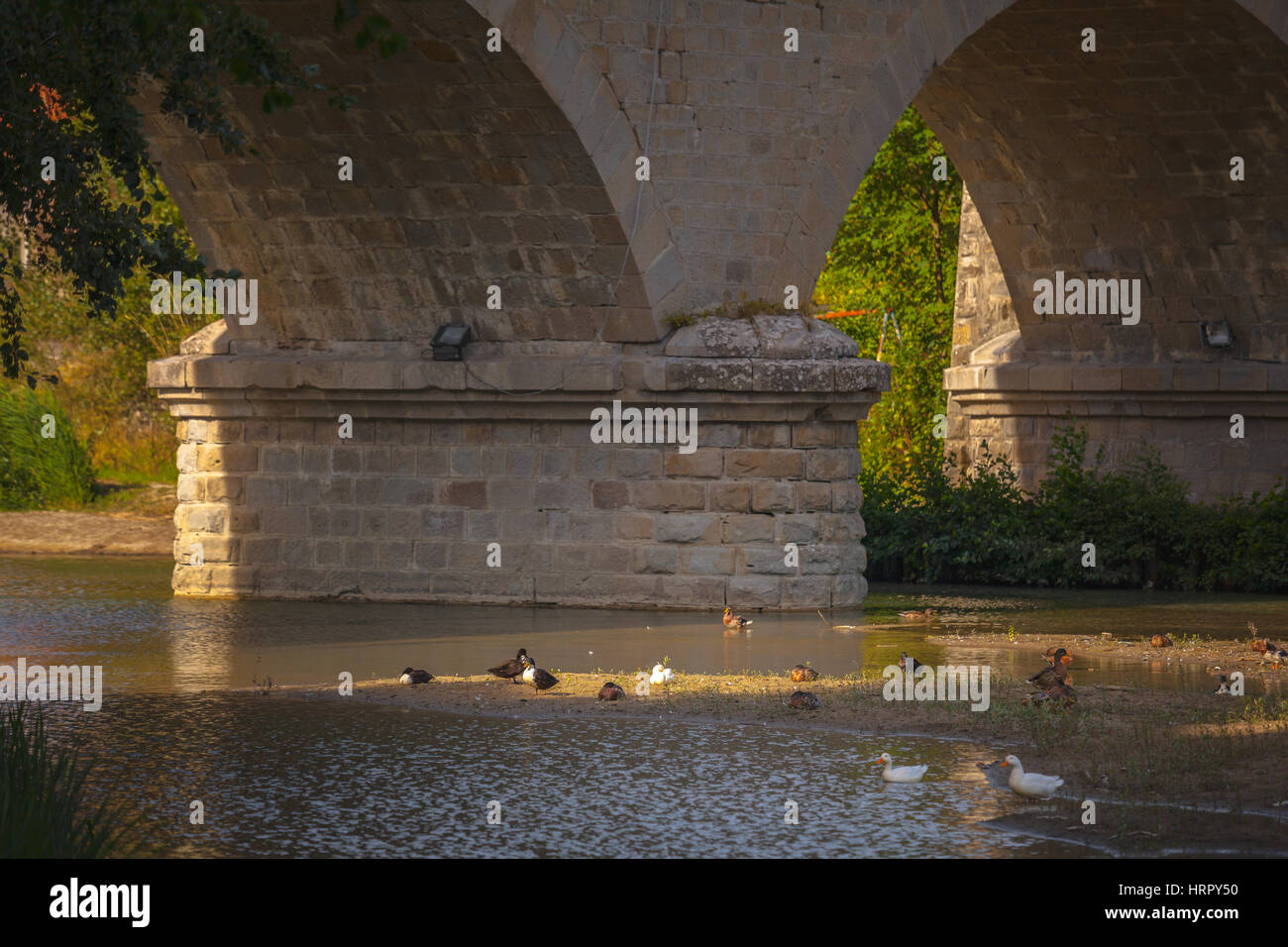 wild ducks under the bridge in Italy Stock Photo - Alamy