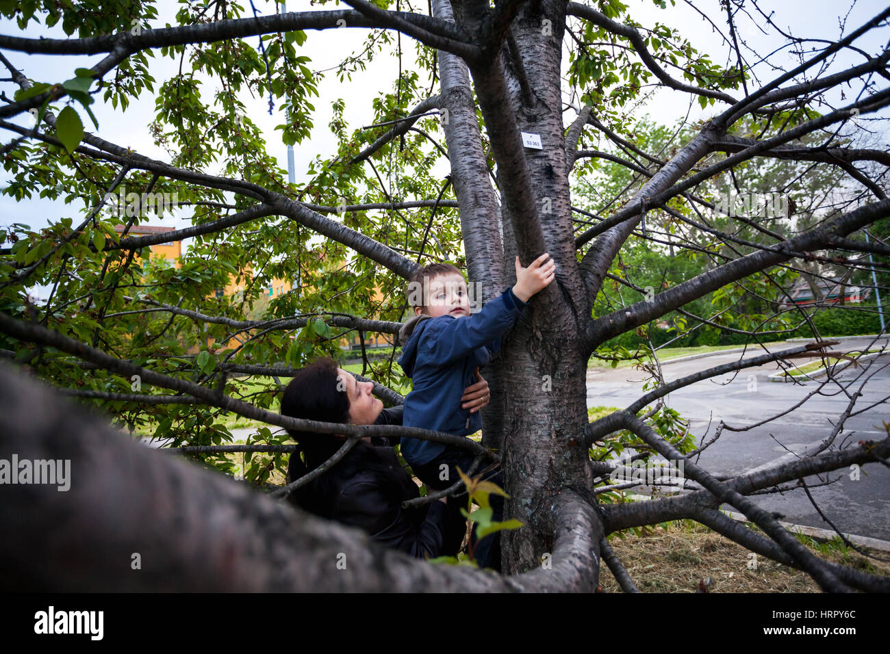 Mom helping son to climb into the tree Stock Photo - Alamy