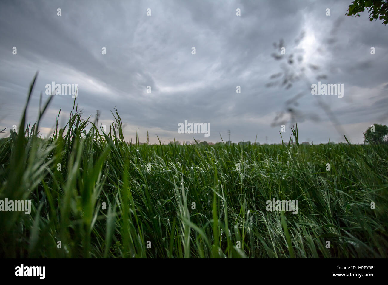 Wheat rain hi-res stock photography and images - Alamy