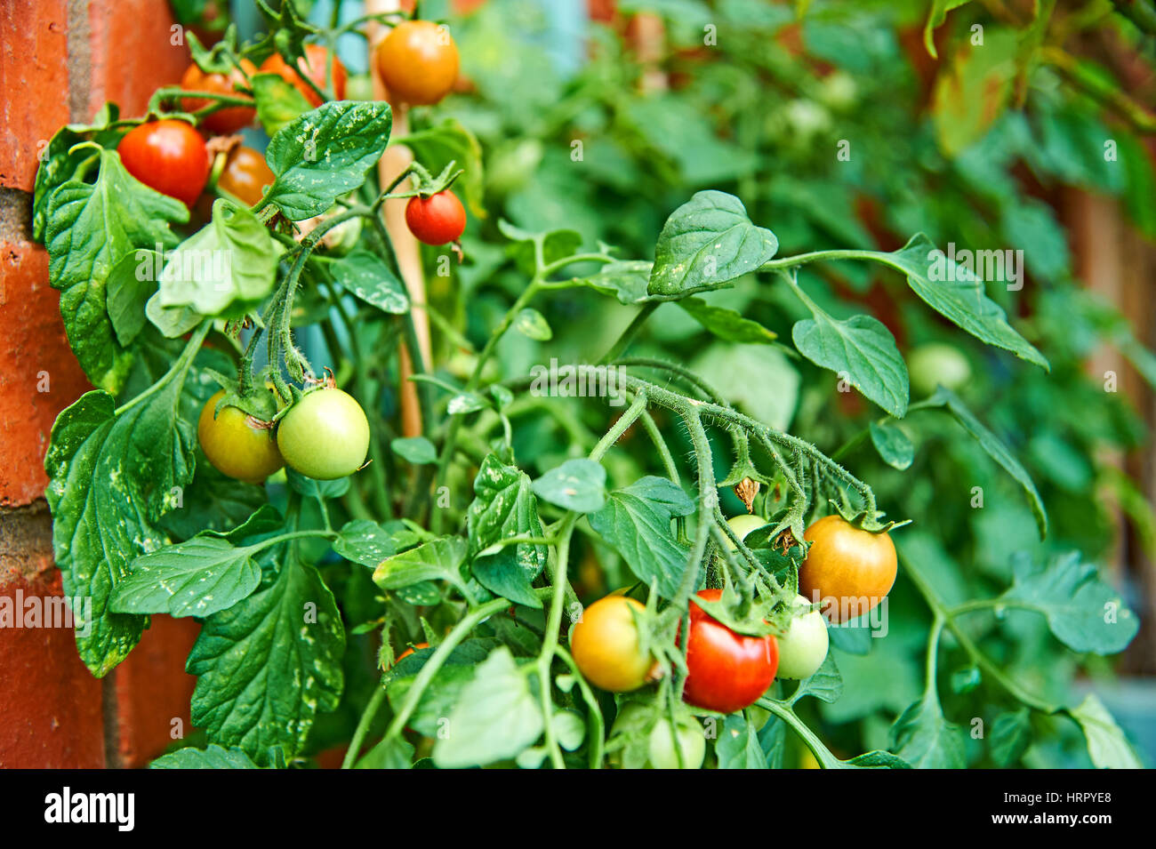 Yellow vine tomatoes hi-res stock photography and images - Alamy