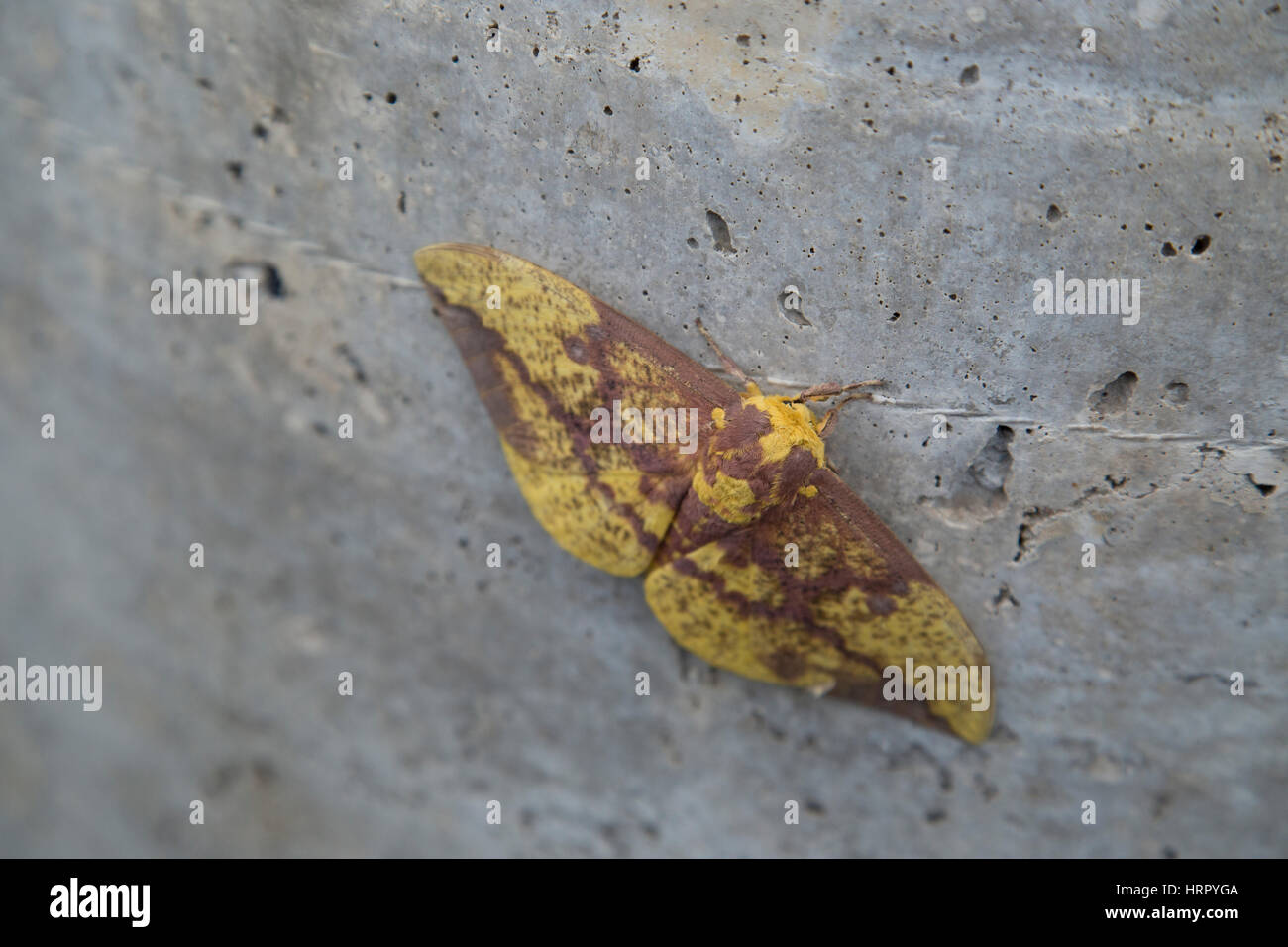 Imperial Moth, Eacles imperialis in Pennsylvania sitting on the ...