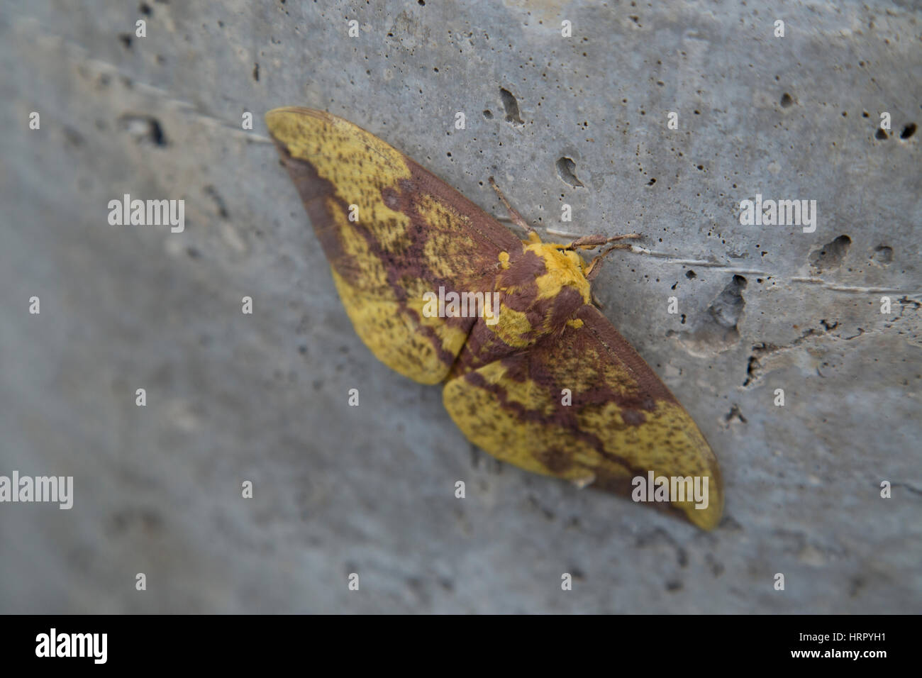 Imperial Moth, Eacles imperialis in Pennsylvania sitting on the ...