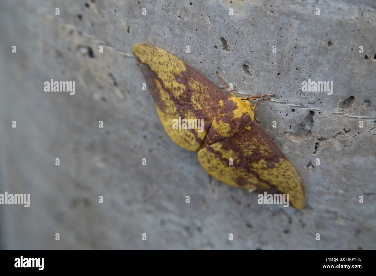 Brown and yellow imperial moth hi-res stock photography and images - Alamy