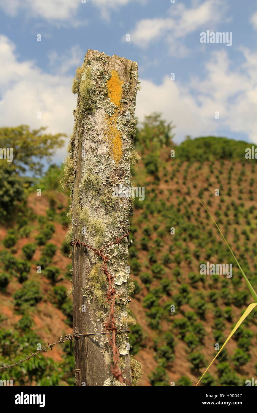 Coffee Farm near Salento, Colombia Stock Photo - Alamy