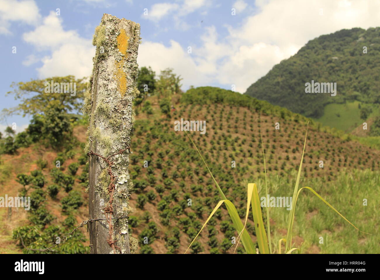 Coffee Farm near Salento, Colombia Stock Photo - Alamy