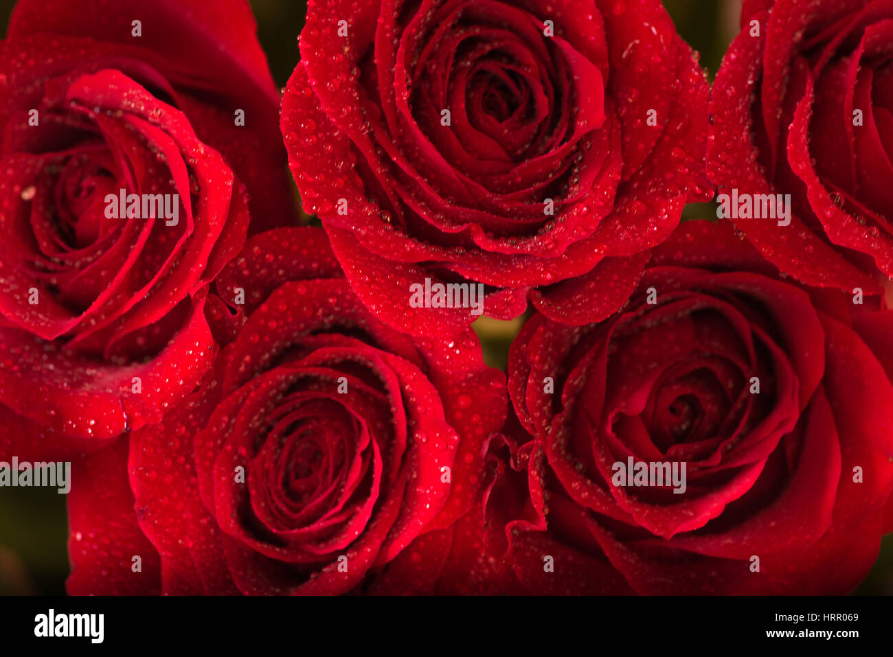 Five Petal Red Rose High Resolution Stock Photography and Images - Alamy