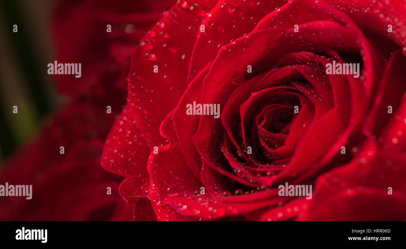 Red rose with dew drops hi-res stock photography and images - Alamy
