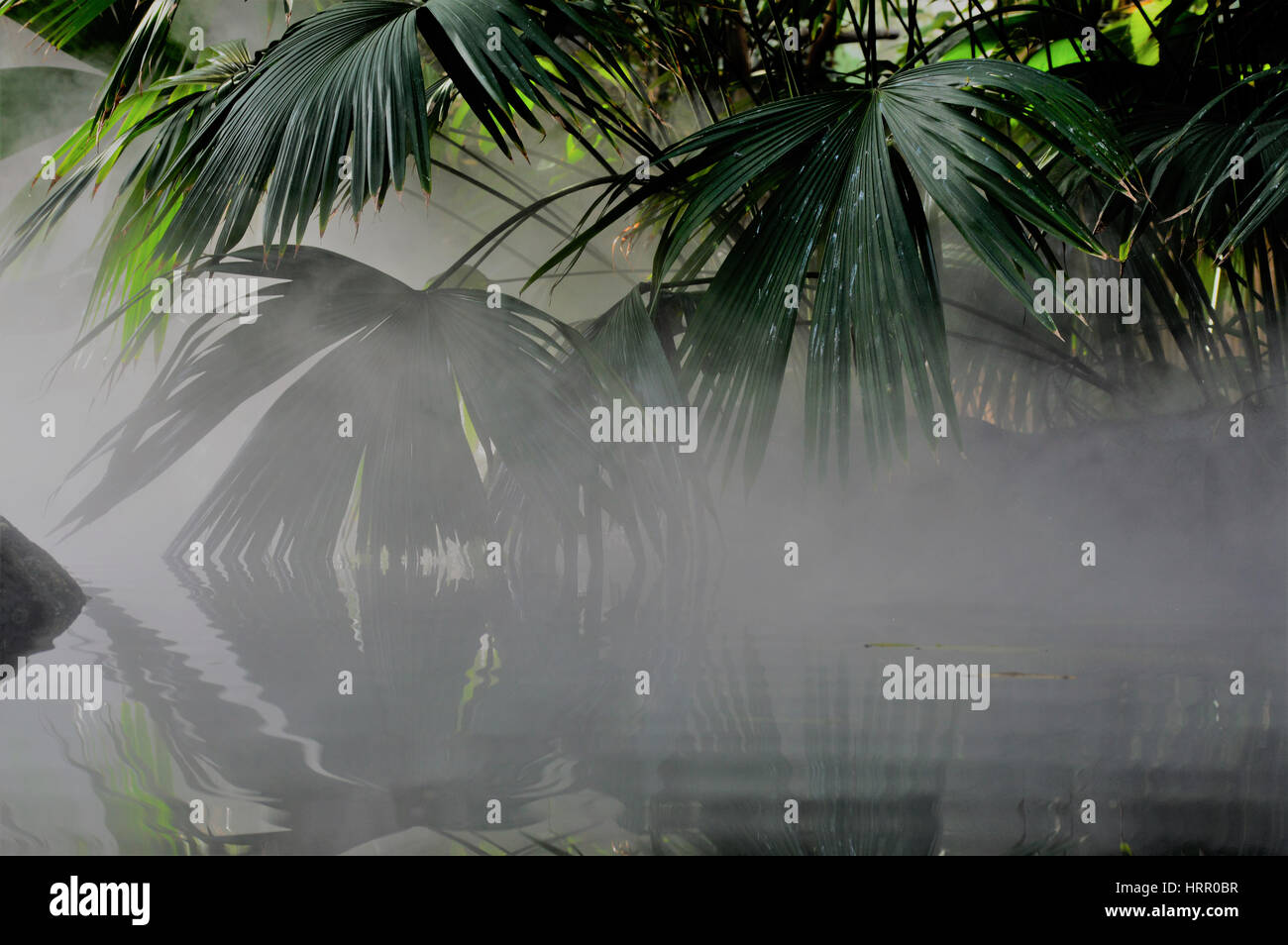 Mist over the water and palm fronds Stock Photo - Alamy