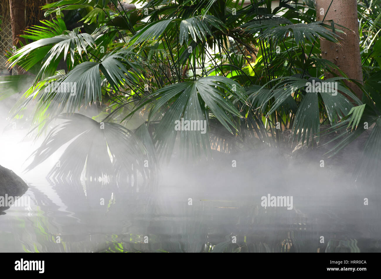 Mist over the water and palm fronds Stock Photo - Alamy