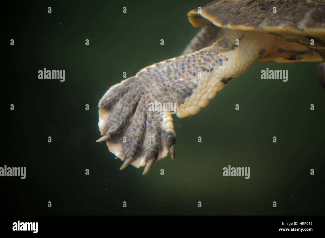Turtle foot hi-res stock photography and images - Alamy