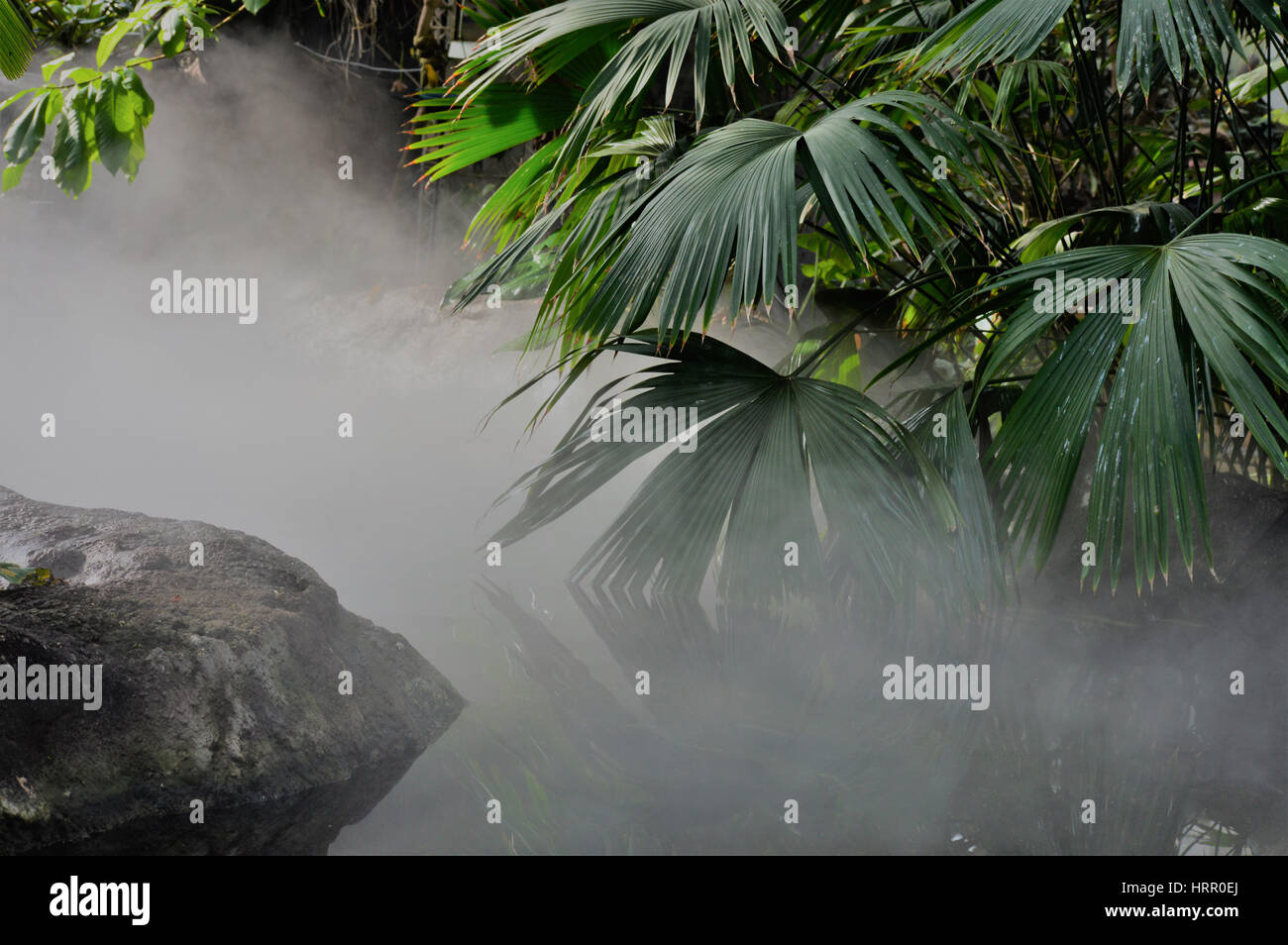Mist over the water and palm fronds Stock Photo - Alamy