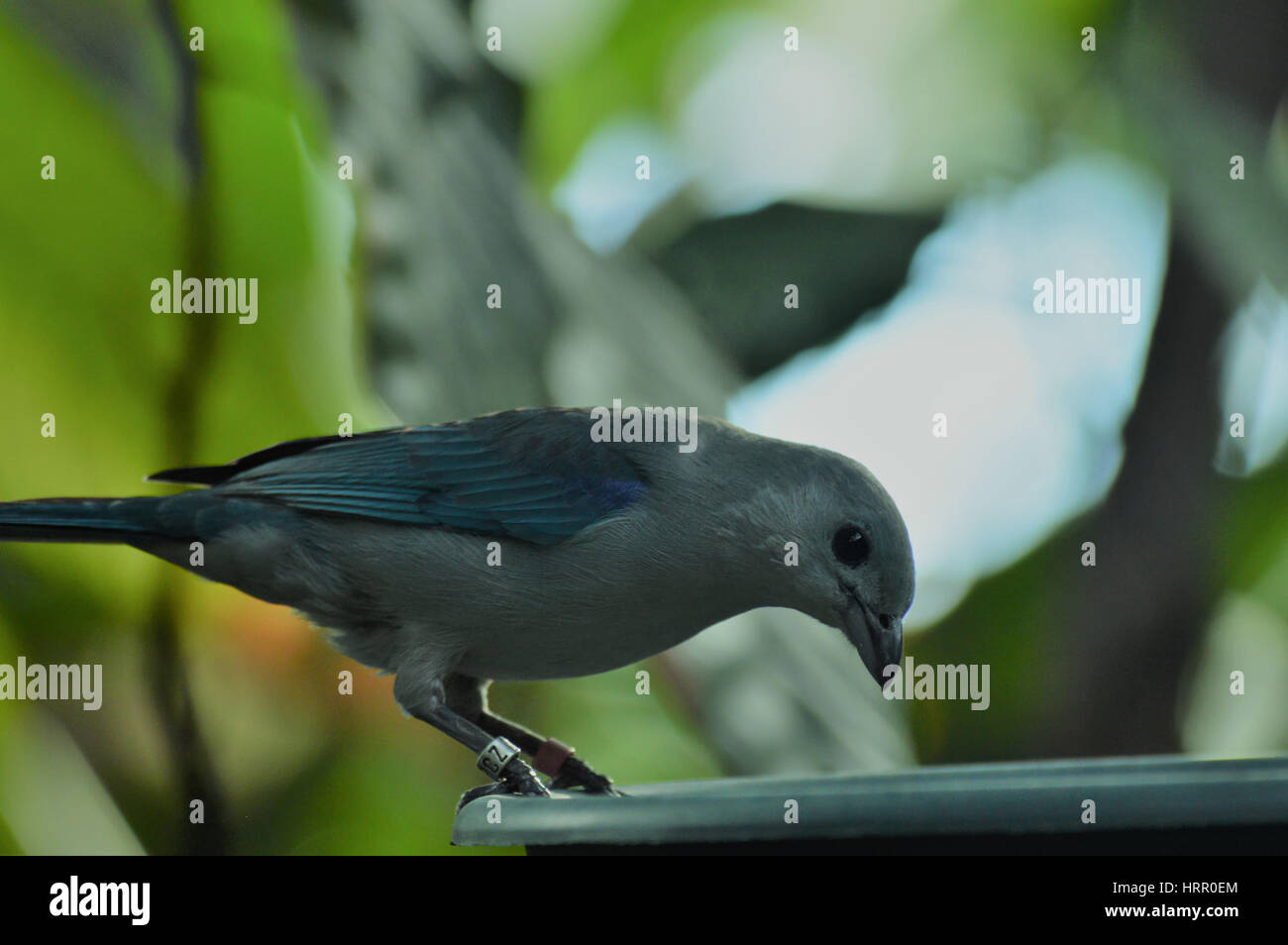 Blue and gray feathers hi-res stock photography and images - Alamy