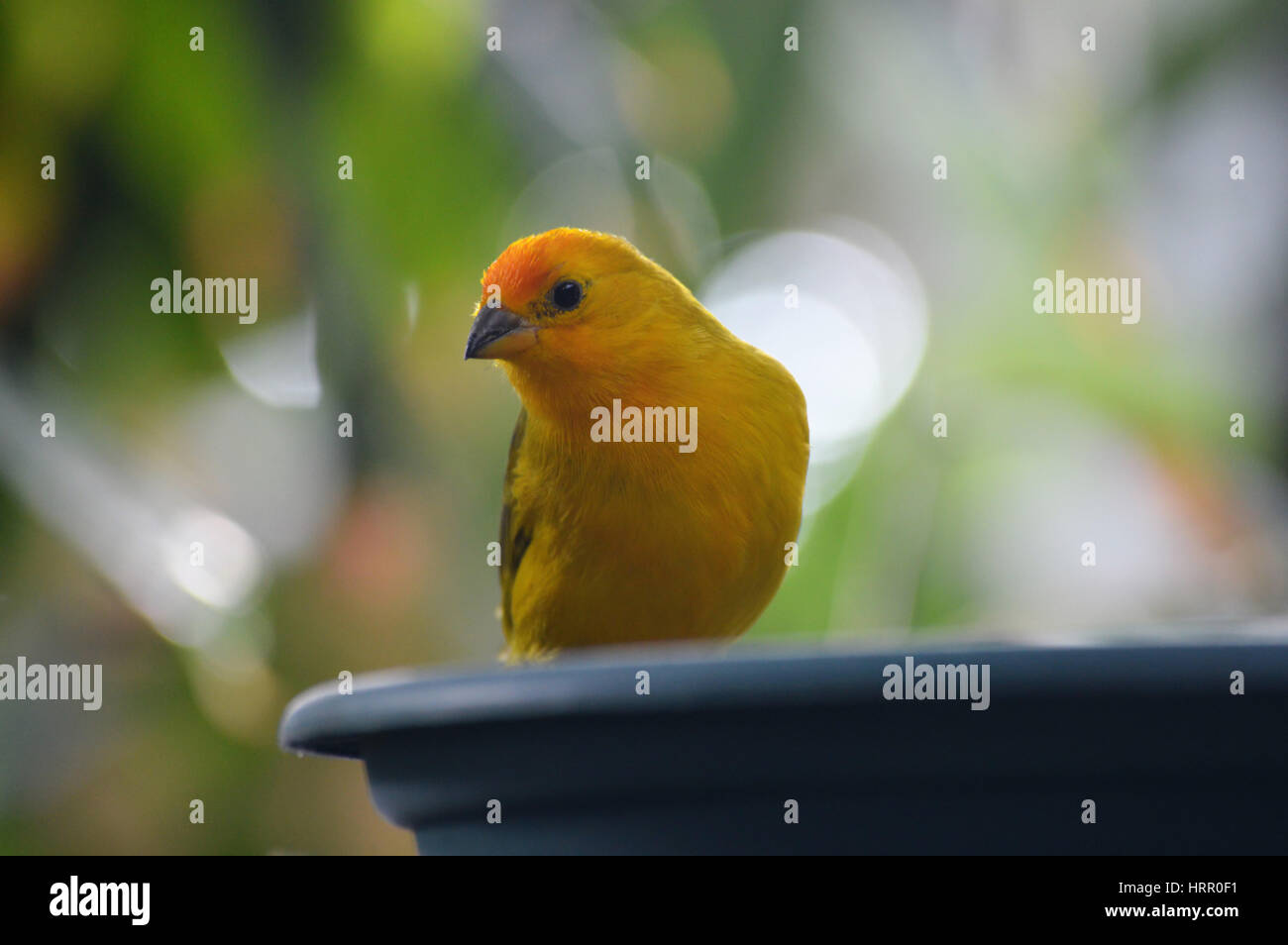 Finch feathers hi-res stock photography and images - Alamy
